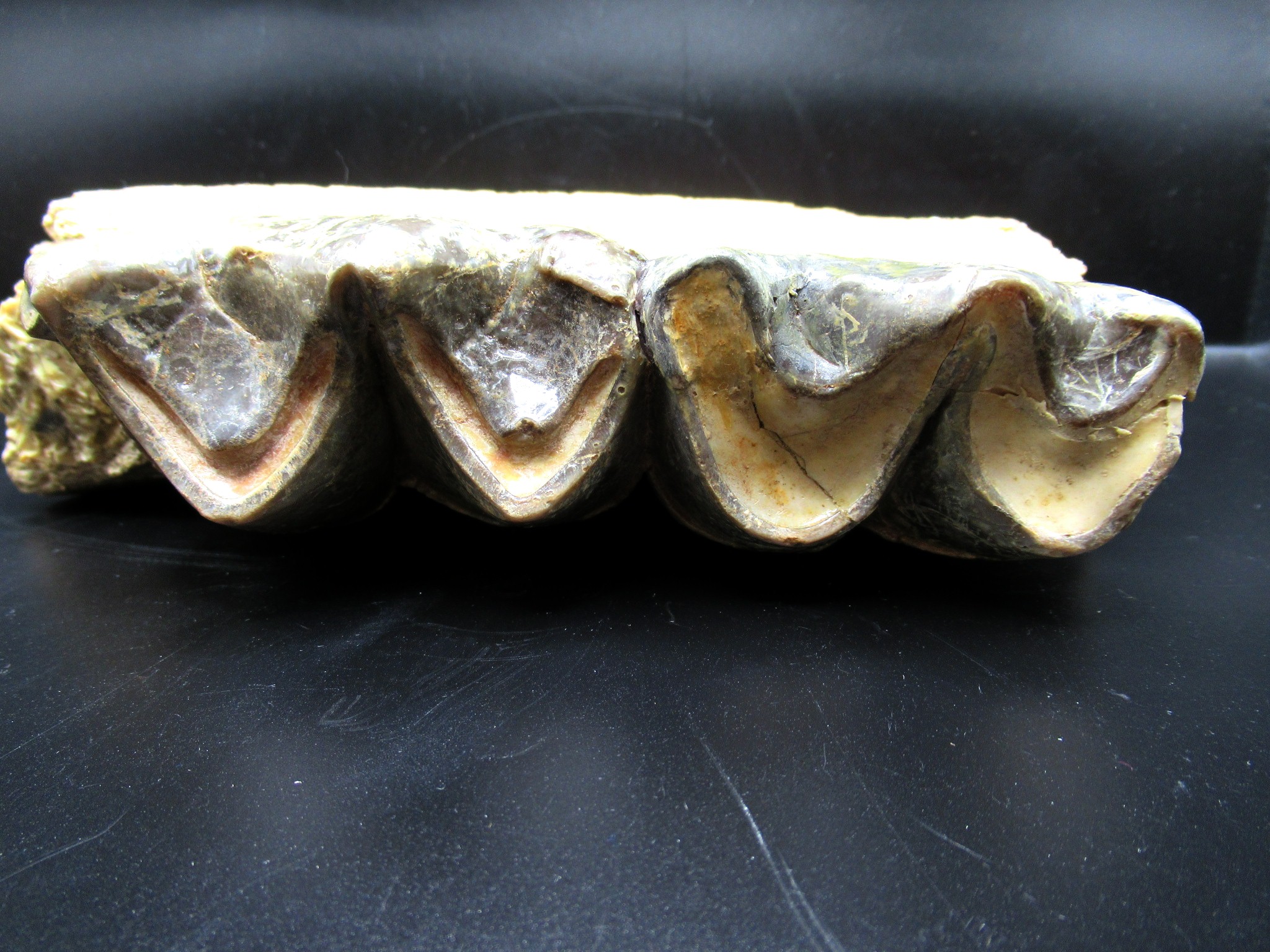 Brontotherium Jaw from S. Dakota #1 | Fossils for Sale