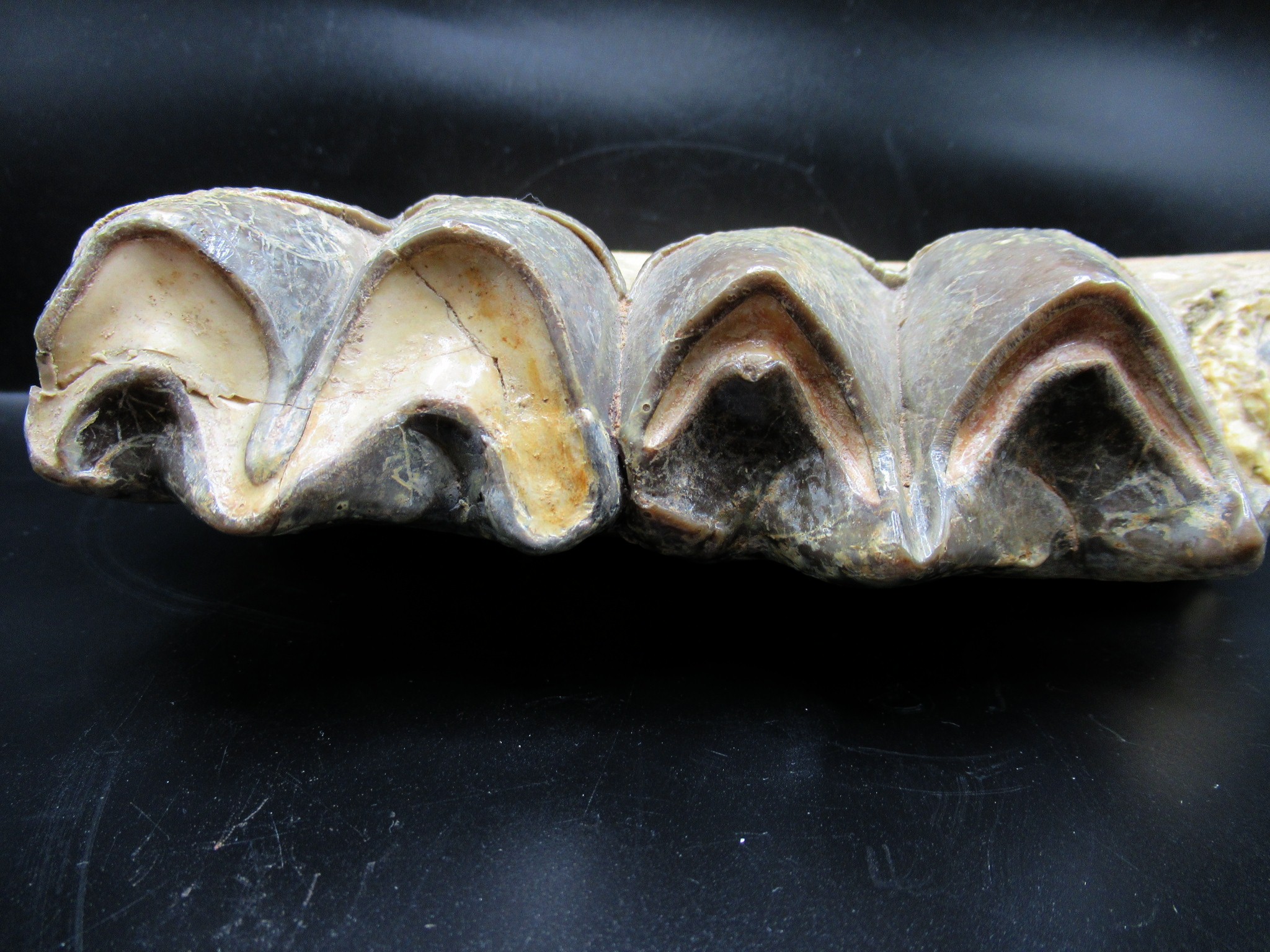 Brontotherium Jaw from S. Dakota #1 | Fossils for Sale