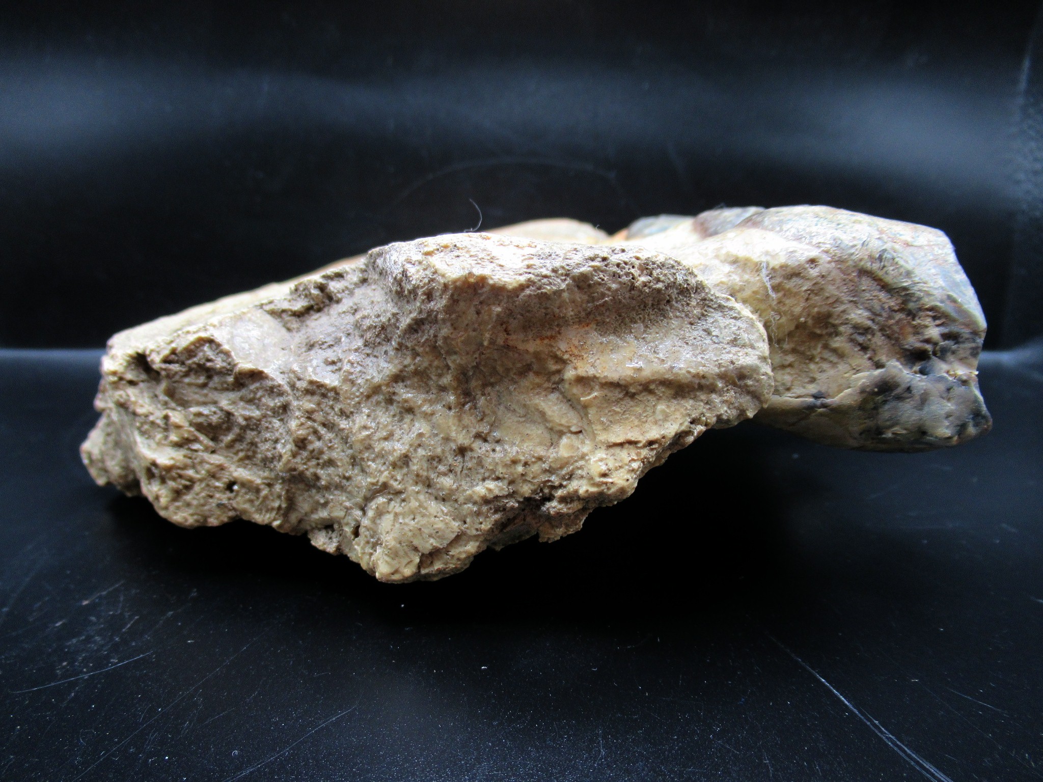 Brontotherium Jaw from S. Dakota #1 | Fossils for Sale