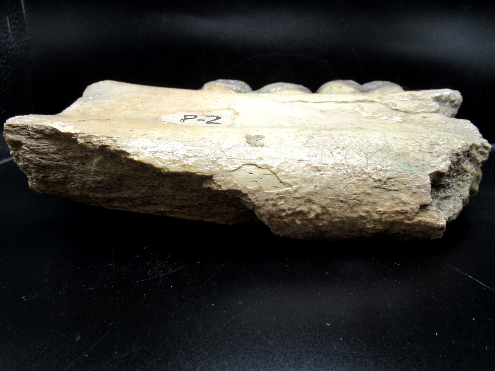 Brontotherium Jaw from S. Dakota #1 | Fossils for Sale