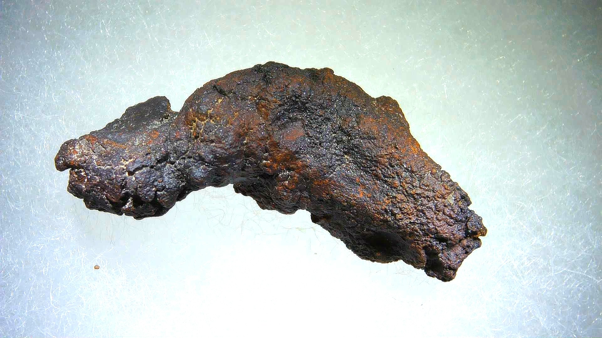 Turtle Coprolite (Poop) Madagascar #18 | Fossils for Sale