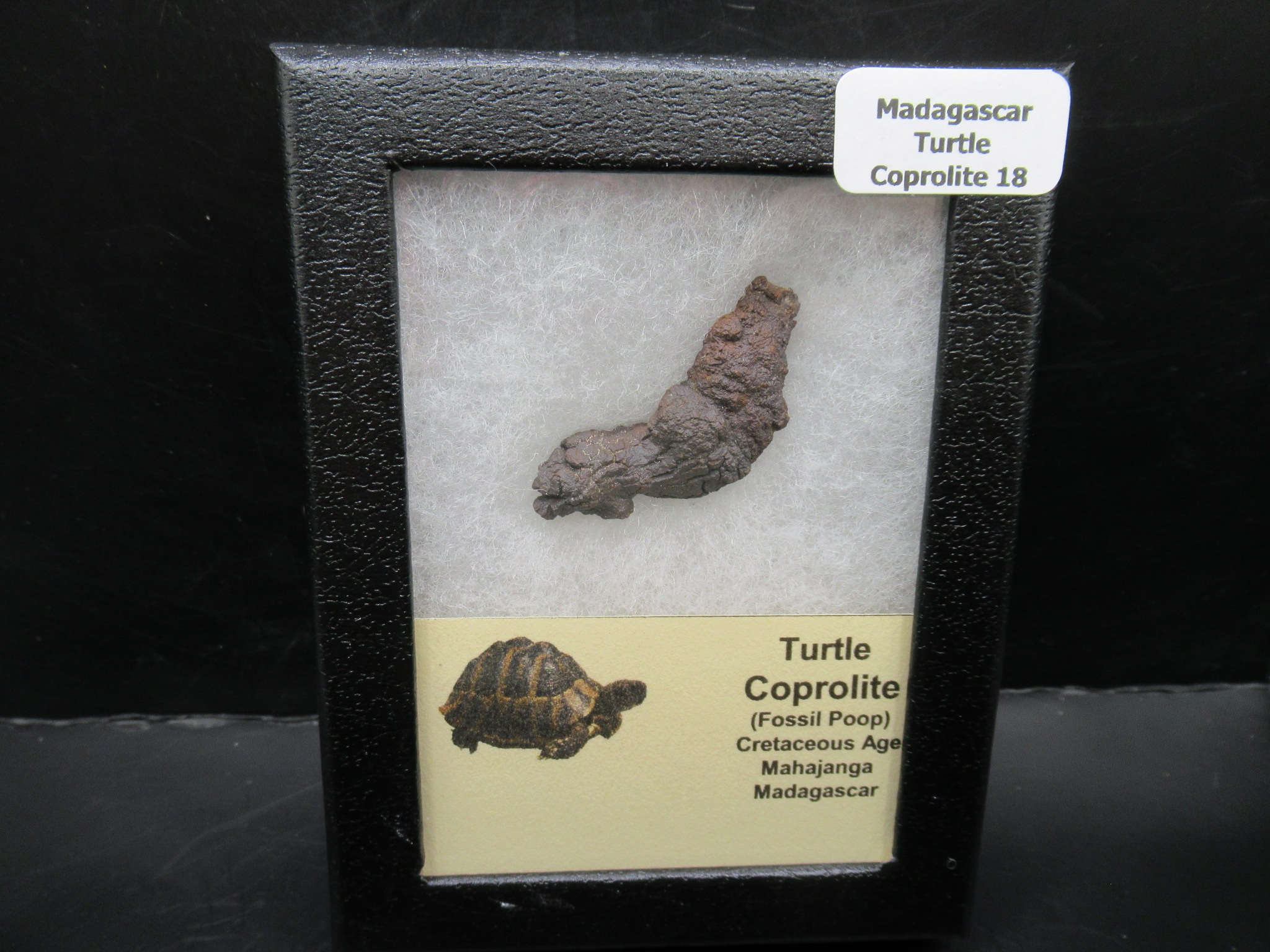 Turtle Coprolite (Poop) Madagascar #18 | Fossils for Sale