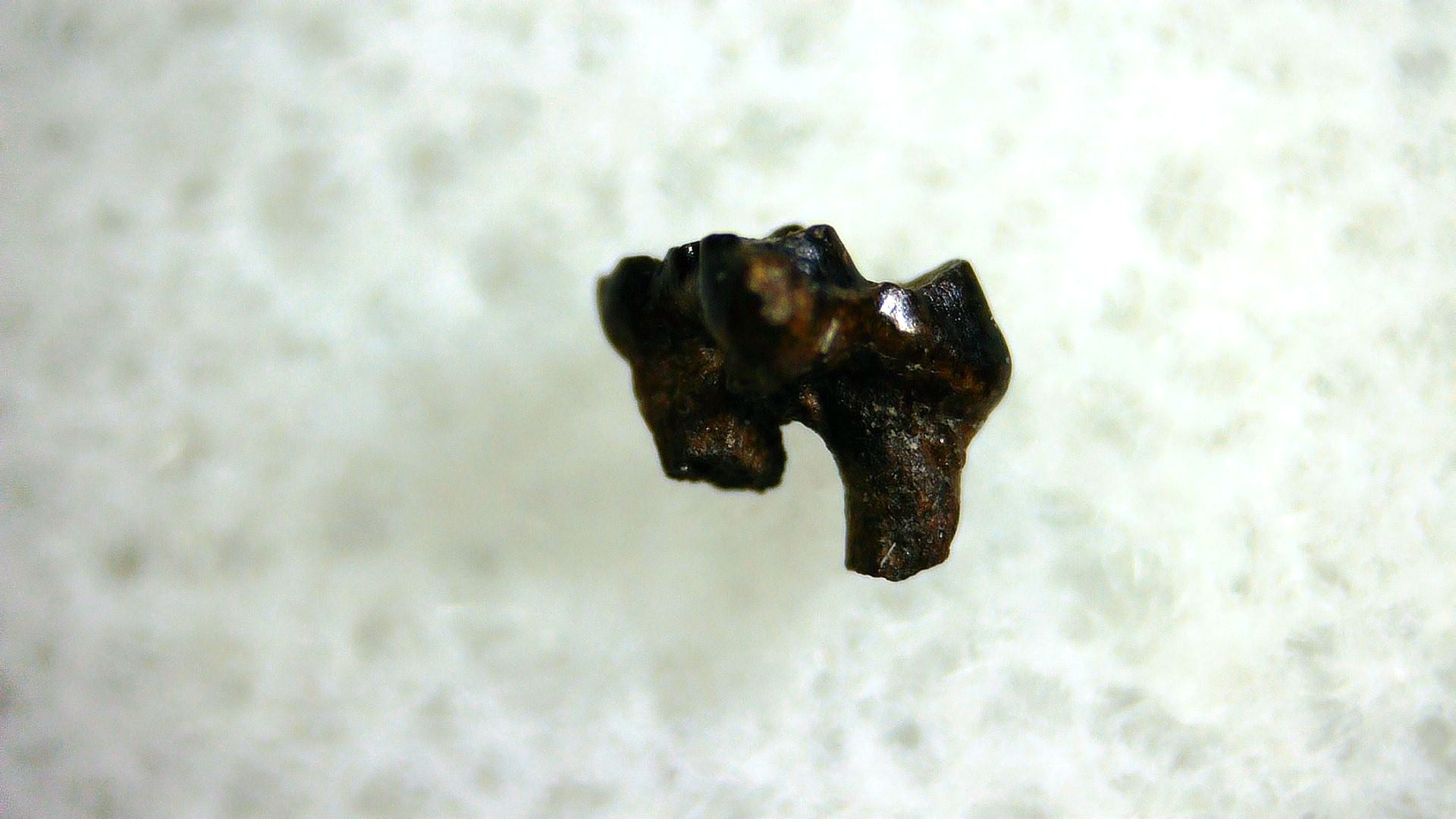 Cretaceous Mammal Tooth #98 | Fossils for Sale