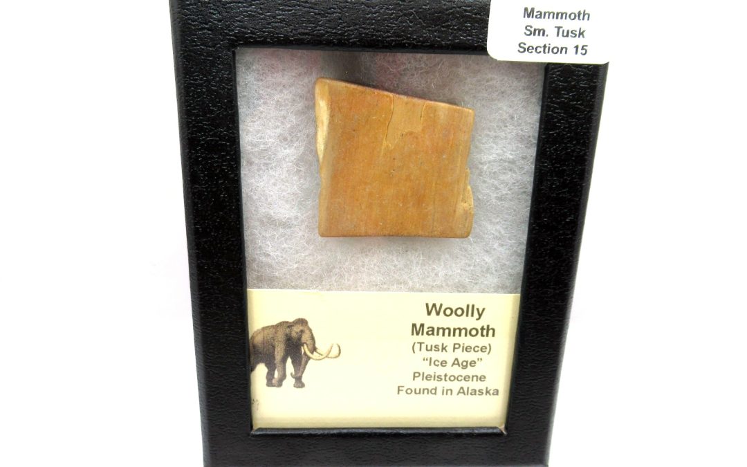Alaska Pleistocene Mammoth Tusk Section Riker 15 for sale