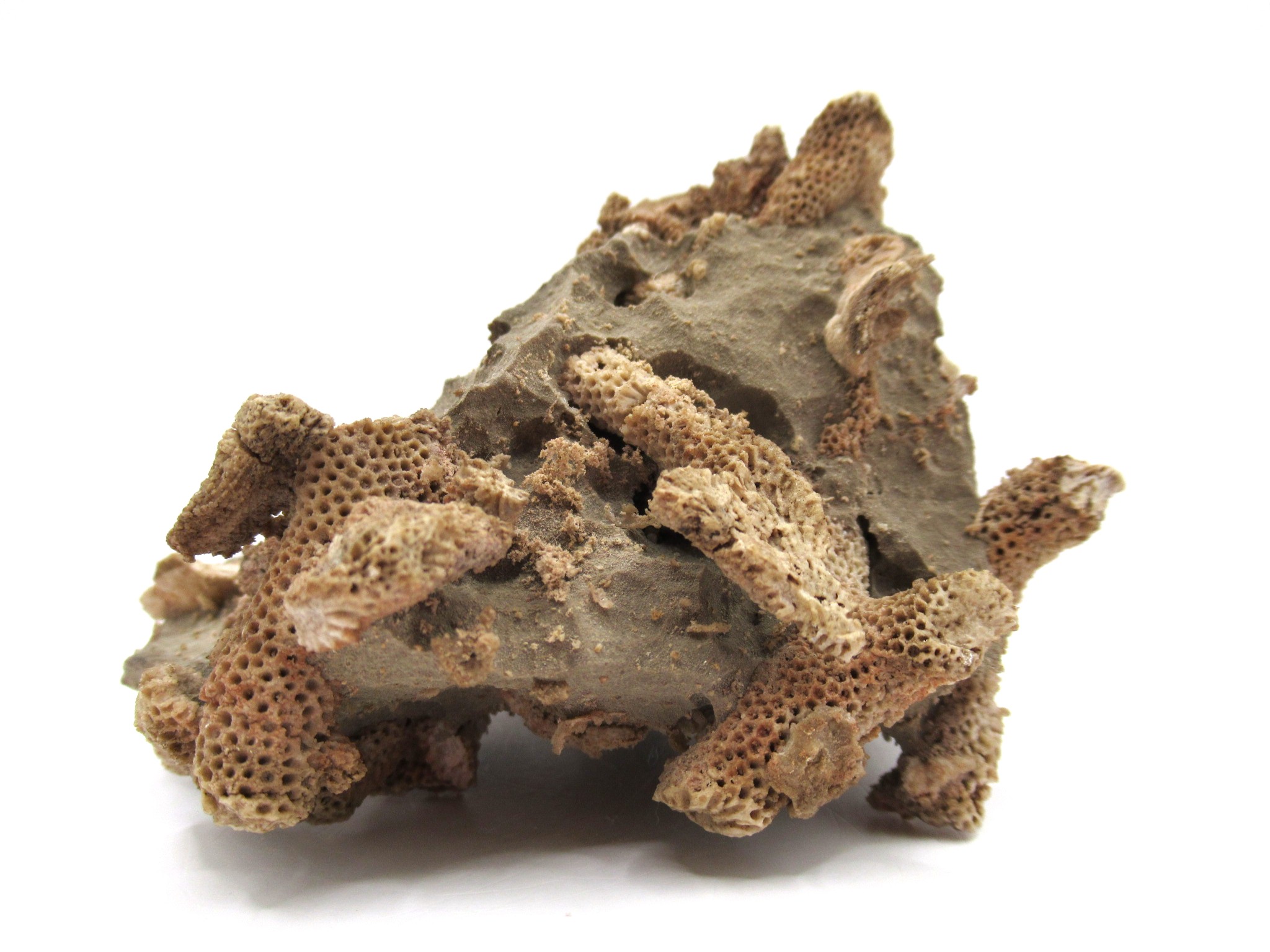 Thamnopora | Devonian Coral from AZ #23 | Fossils for Sale