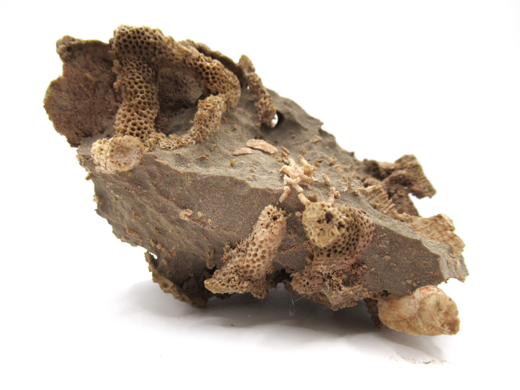 Thamnopora | Devonian Coral from AZ #23 | Fossils for Sale