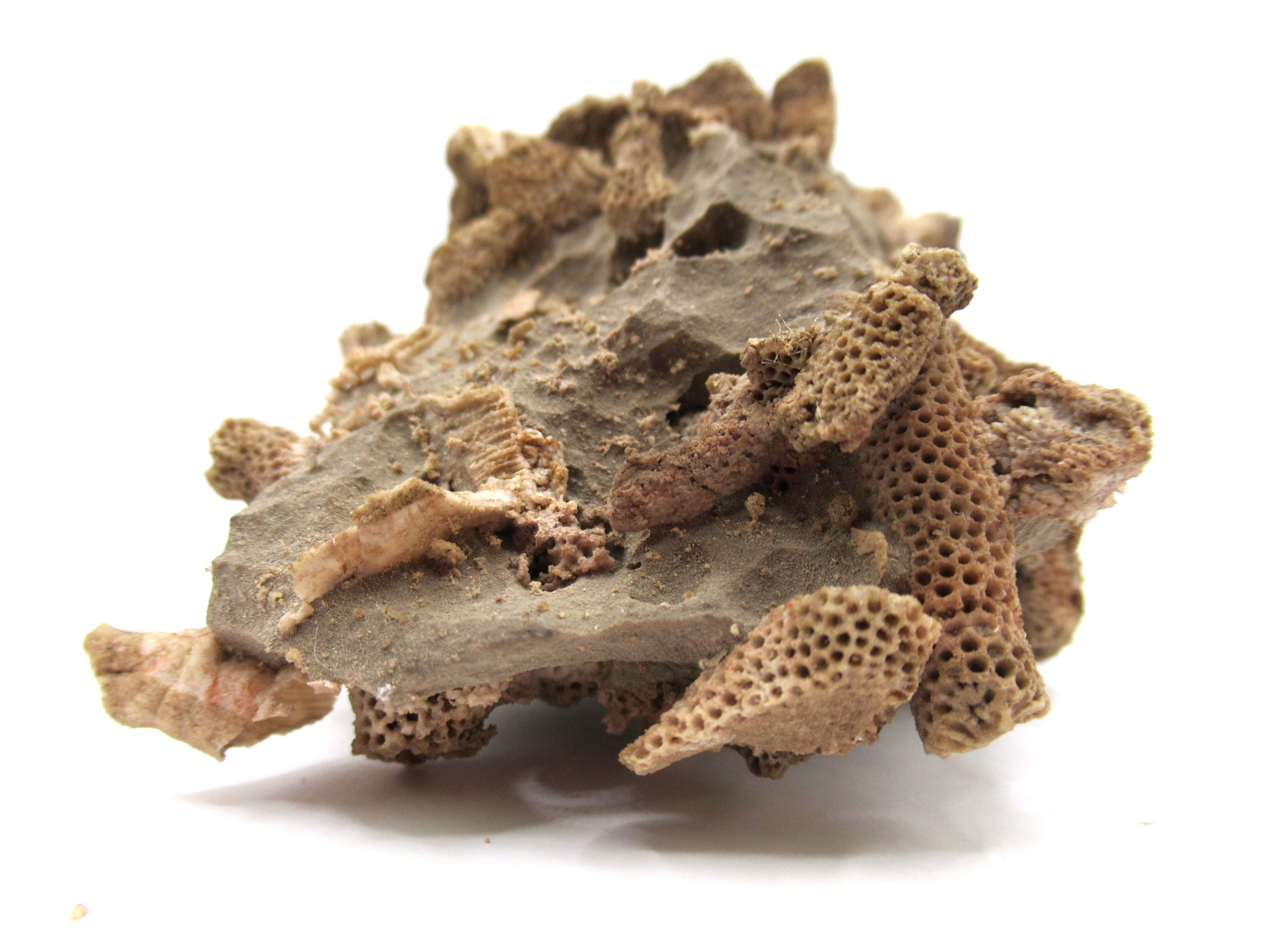 Thamnopora | Devonian Coral from AZ #23 | Fossils for Sale