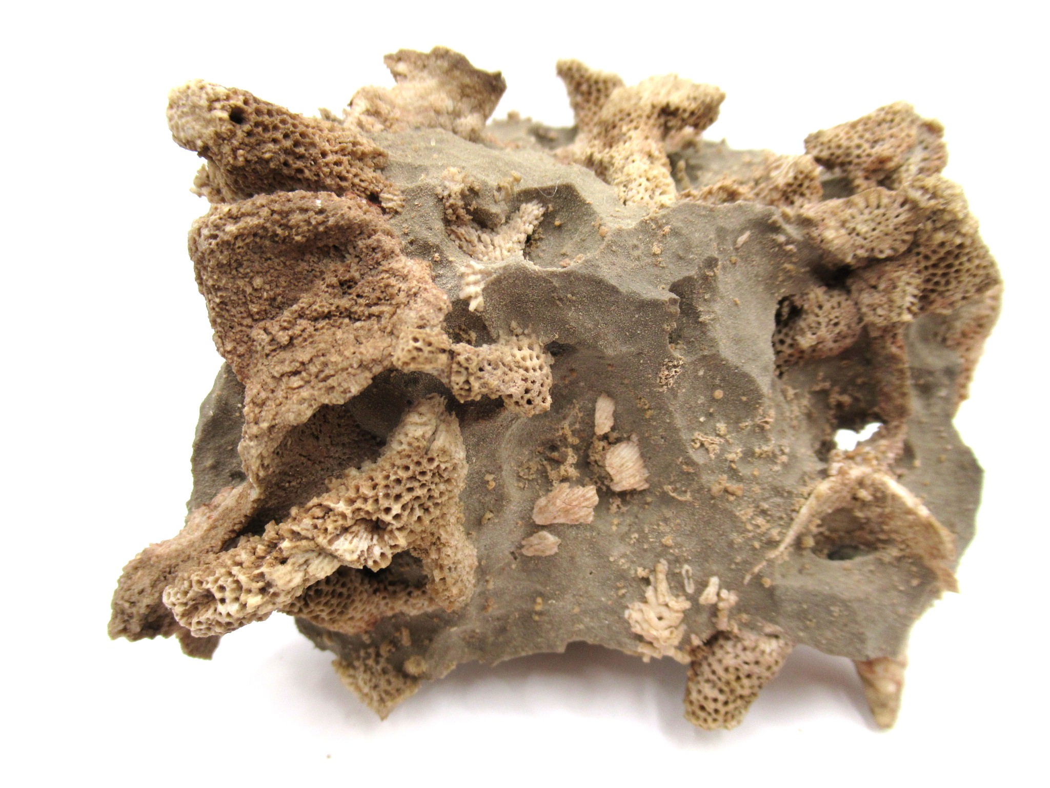 Thamnopora | Devonian Coral from AZ #23 | Fossils for Sale