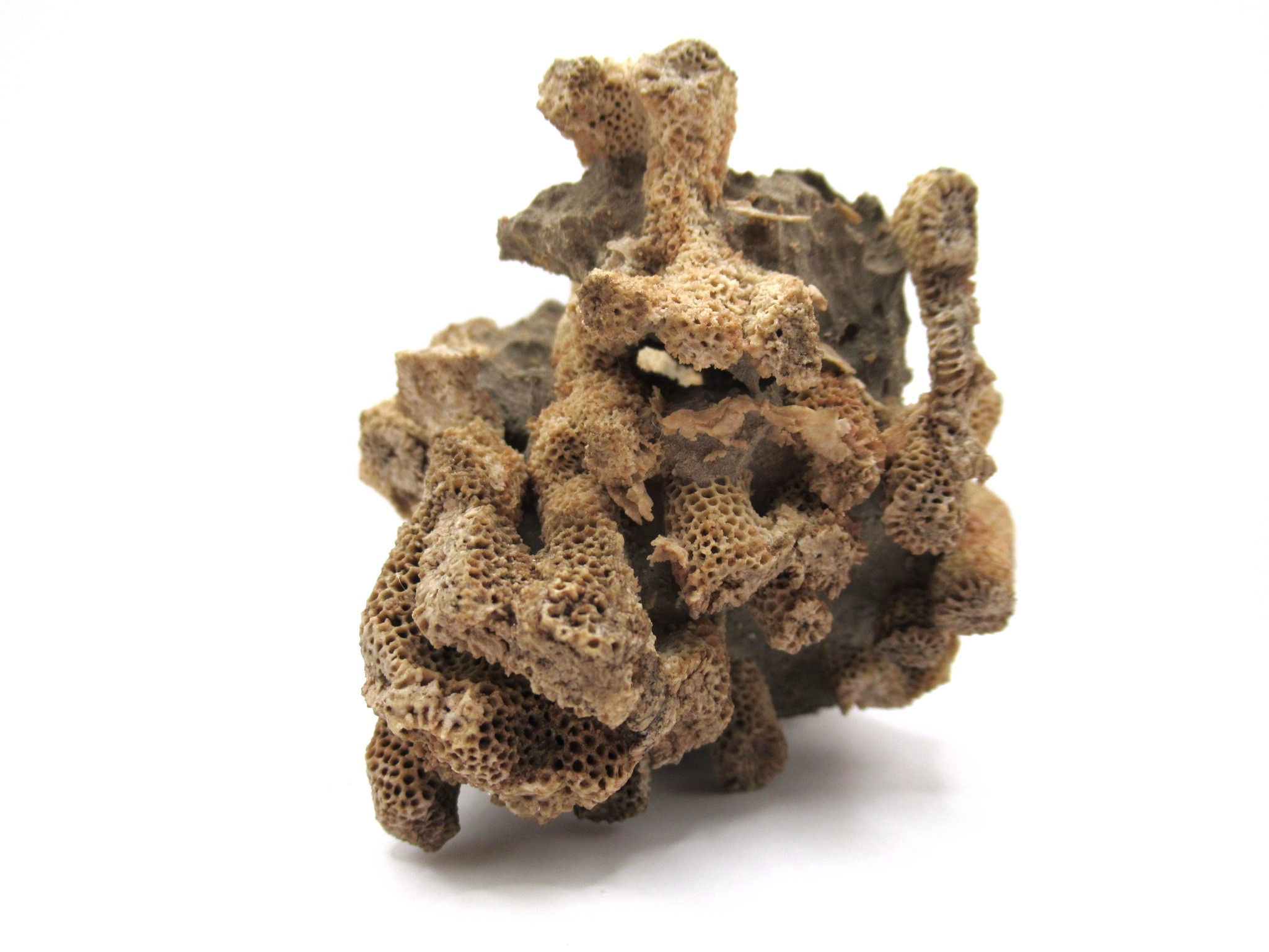 Thamnopora | Devonian Coral from AZ #6 | Fossils for Sale