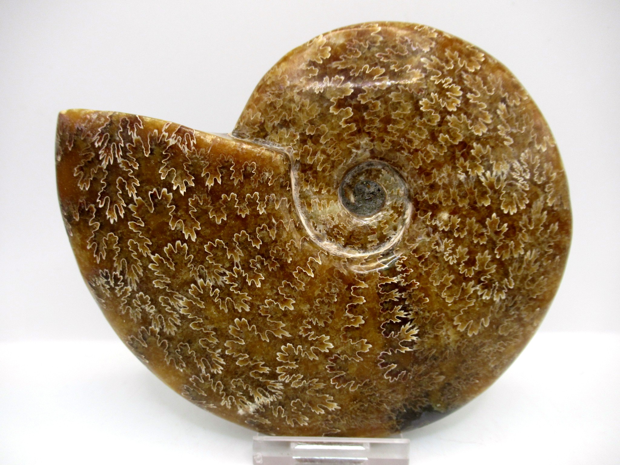Madagascar Ammonite Cleoniceras Whole 115 | Fossils for Sale