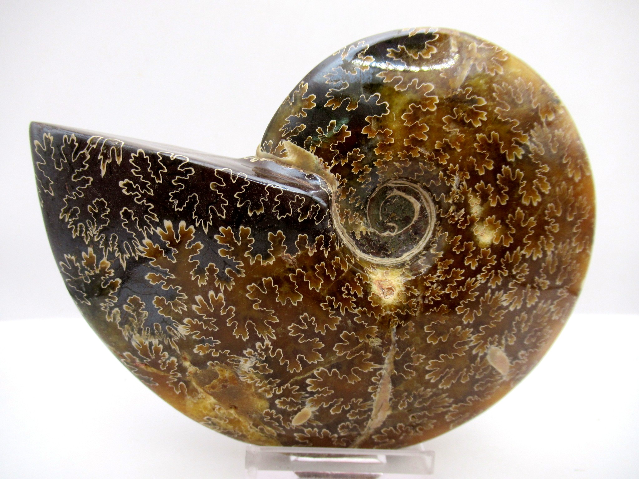 Madagascar Ammonite Cleoniceras Whole 78 | Fossils for Sale