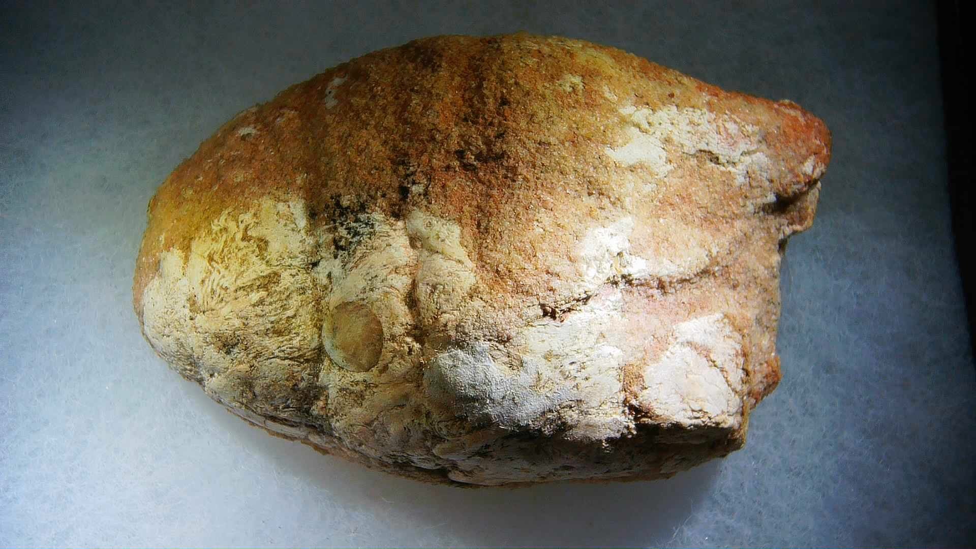 Coprolite | Cretaceous Fish or Shark #42 | Fossils for Sale