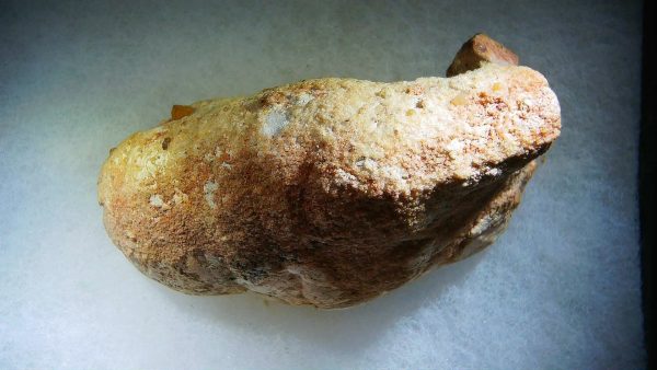Coprolite | Cretaceous Fish or Shark #42 | Fossils for Sale