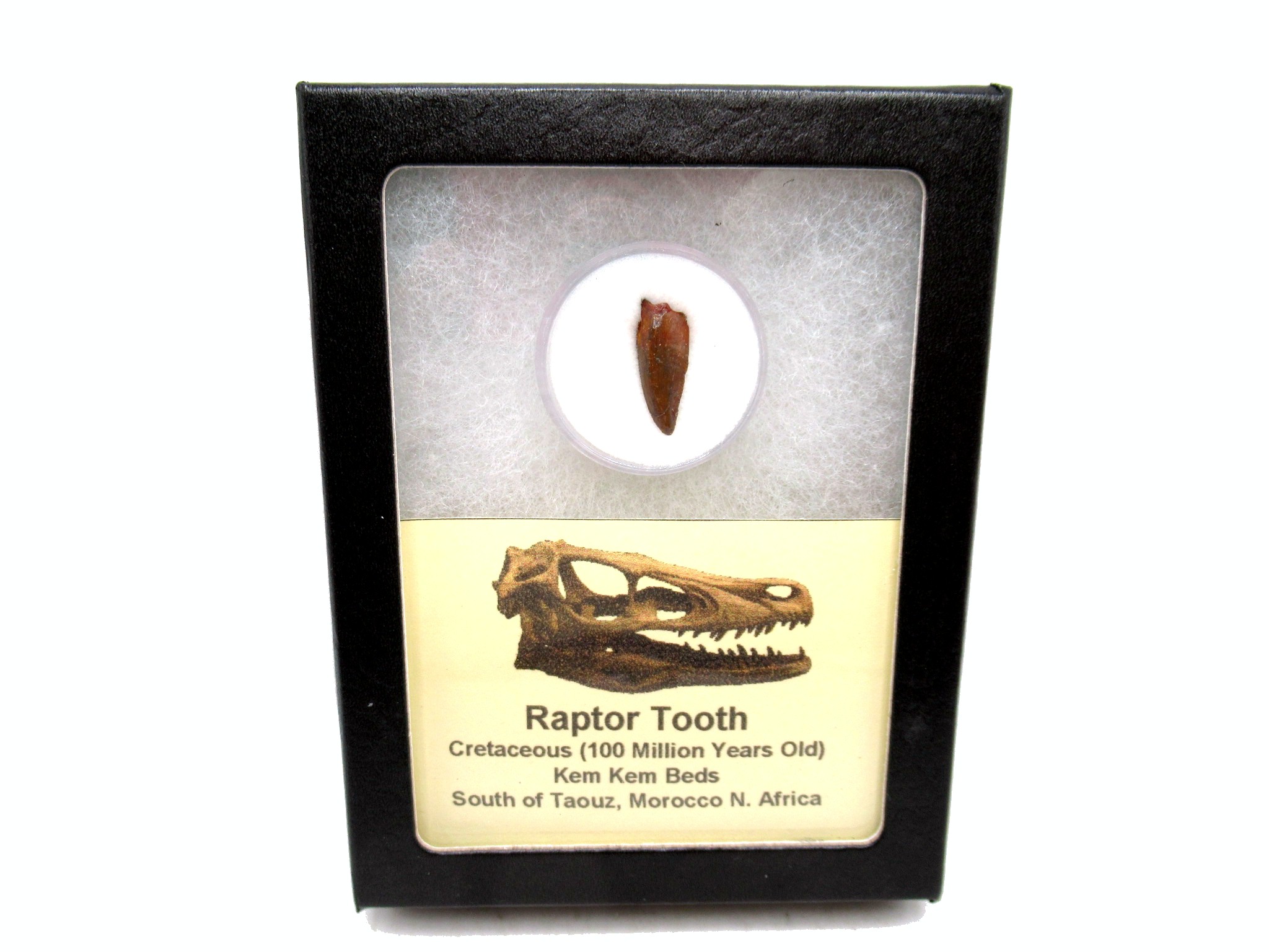 African “Raptor” Dinosaur Tooth – 84 | Fossils for Sale