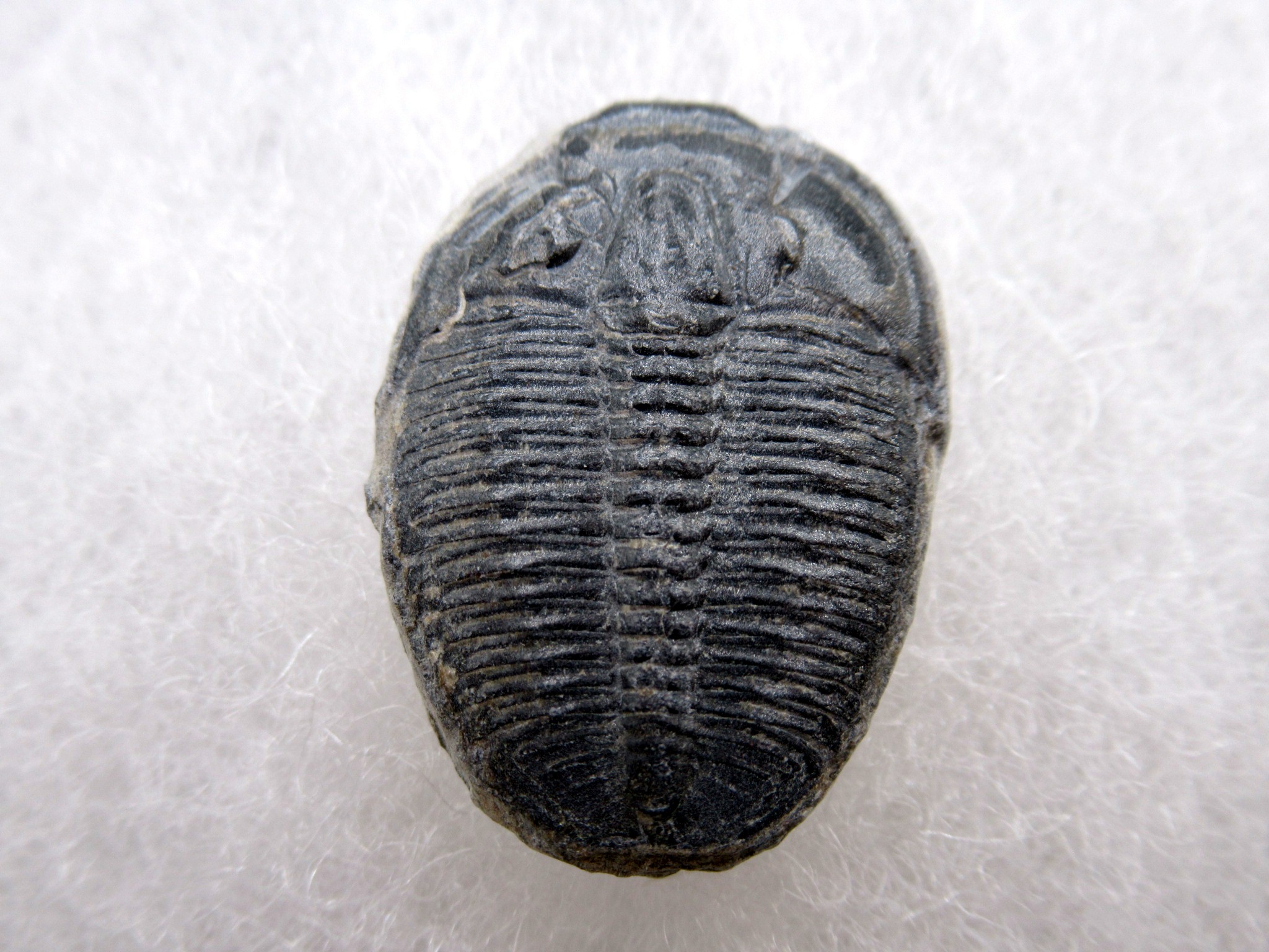 Elrathia kingii Trilobite – Utah #121 | Fossils for Sale
