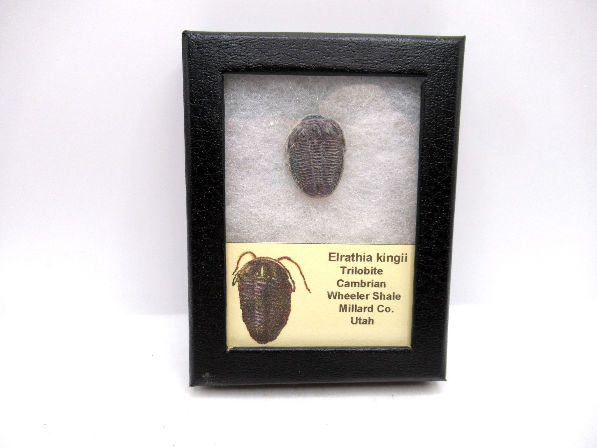 Elrathia kingii Trilobite – Utah #121 | Fossils for Sale