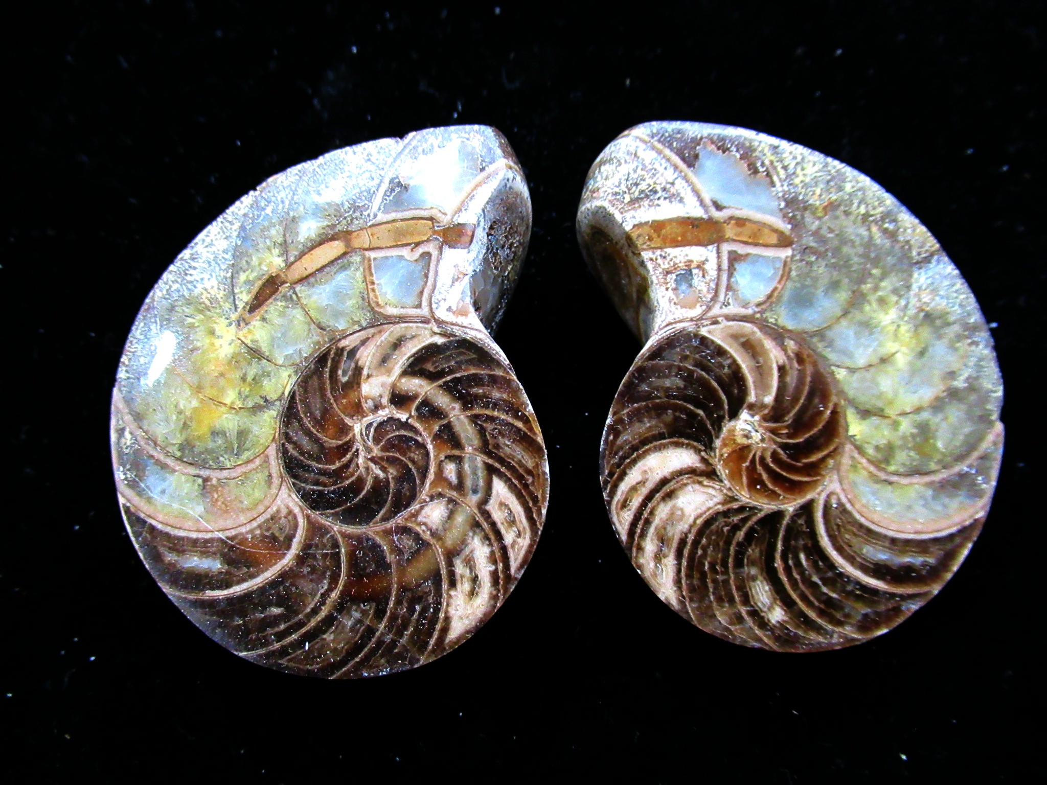 Madagascar Nautilus Pair #30 | Fossils for Sale