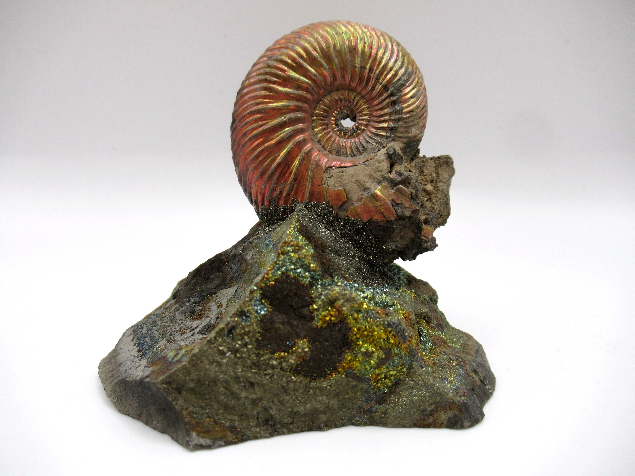 Russia Quenstedtoceras Ammonite #2 | Fossils for Sale