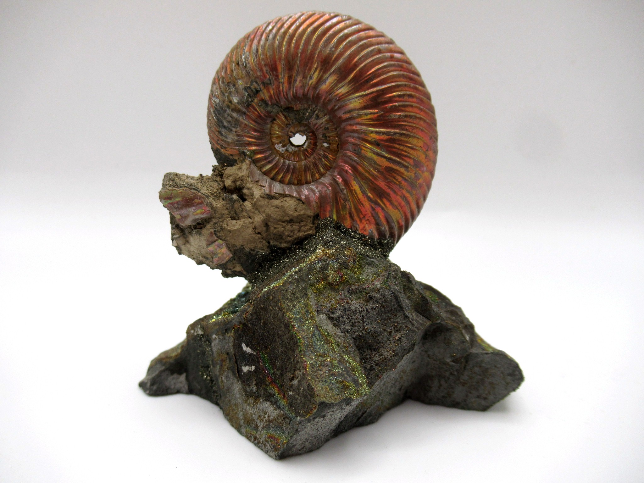 Russia Quenstedtoceras Ammonite #2 | Fossils for Sale