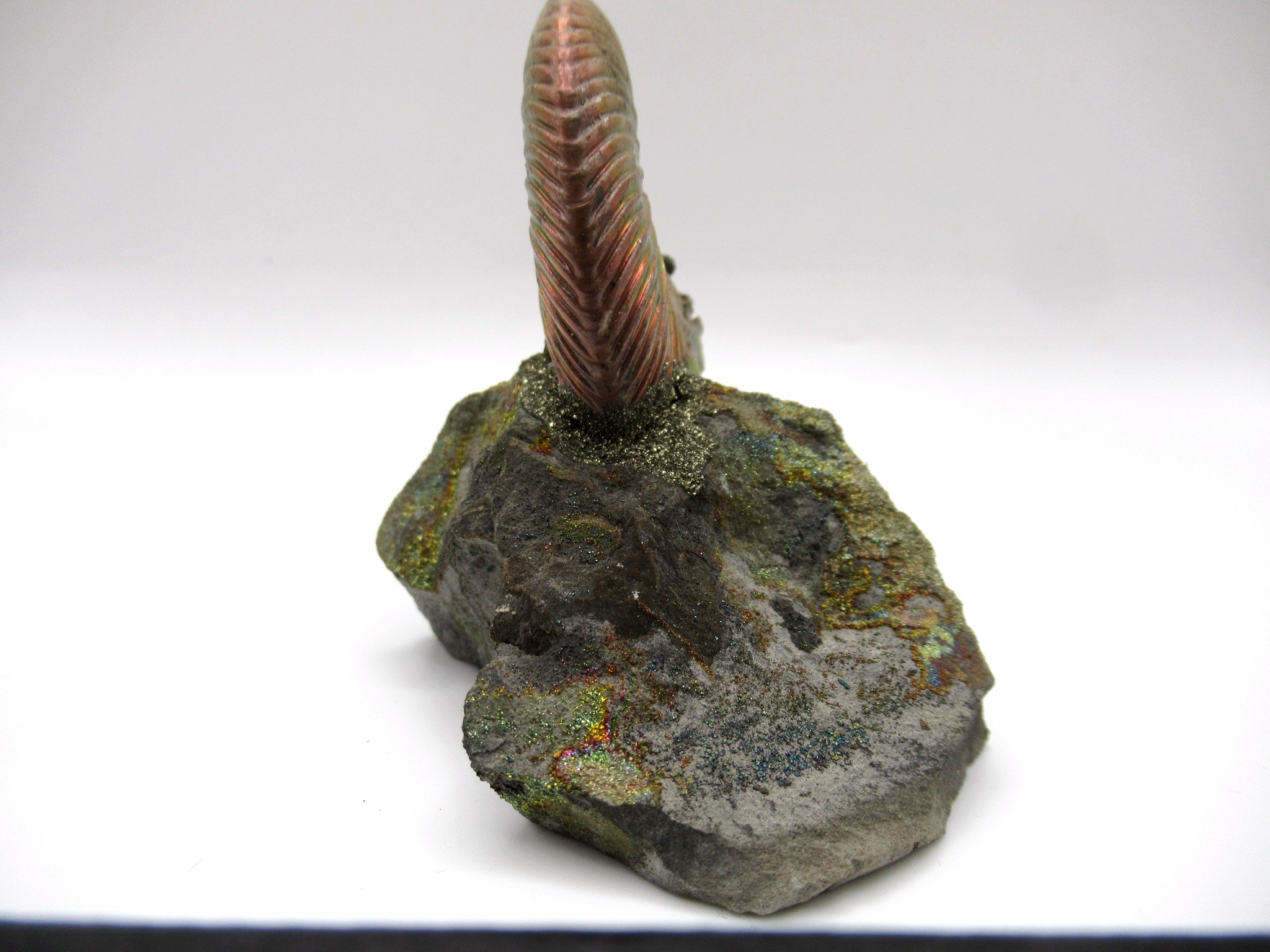 Russia Quenstedtoceras Ammonite #2 | Fossils for Sale