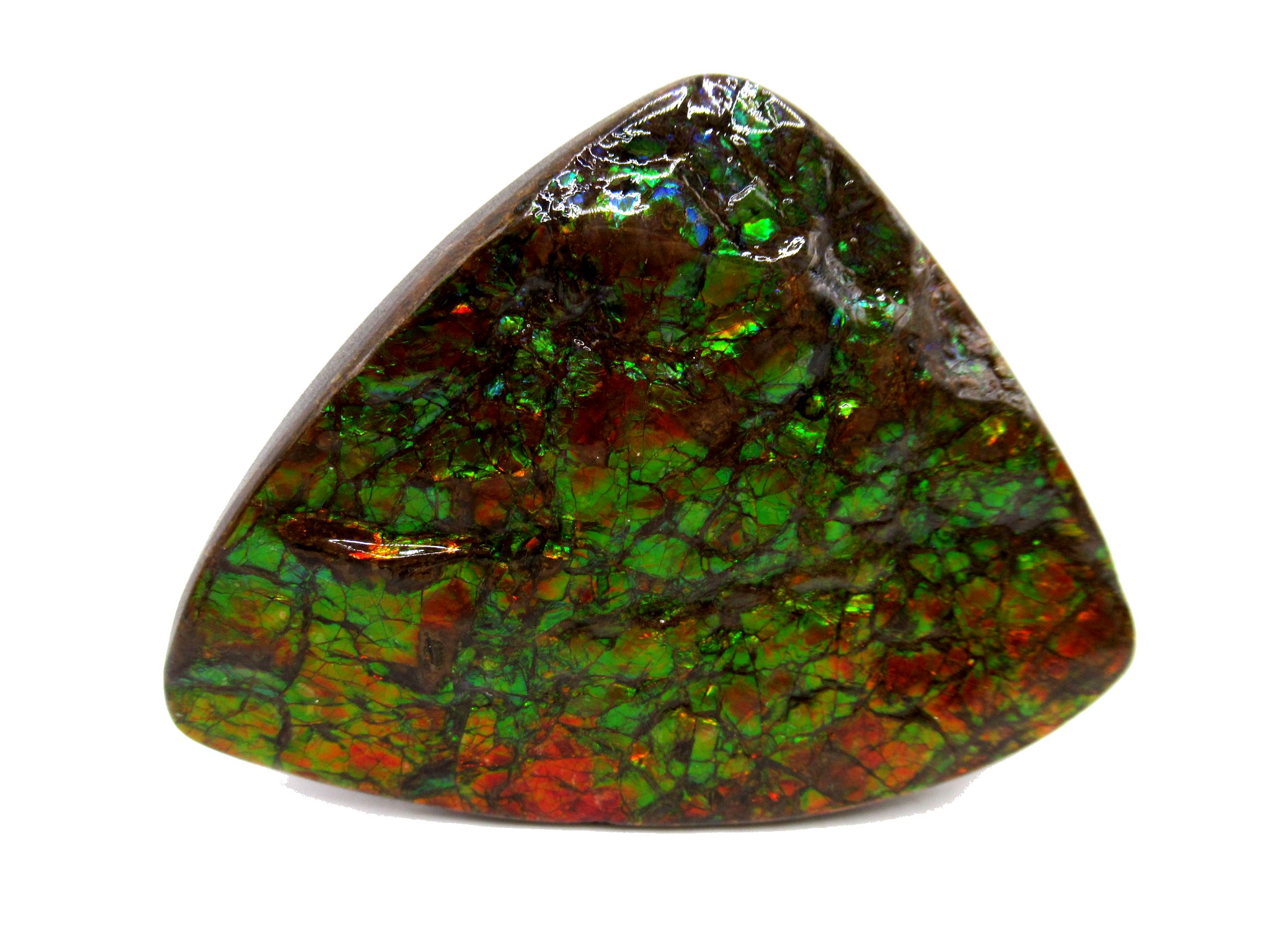 Gem Ammolite Ammonite Shell Specimen #17 | Fossils for Sale