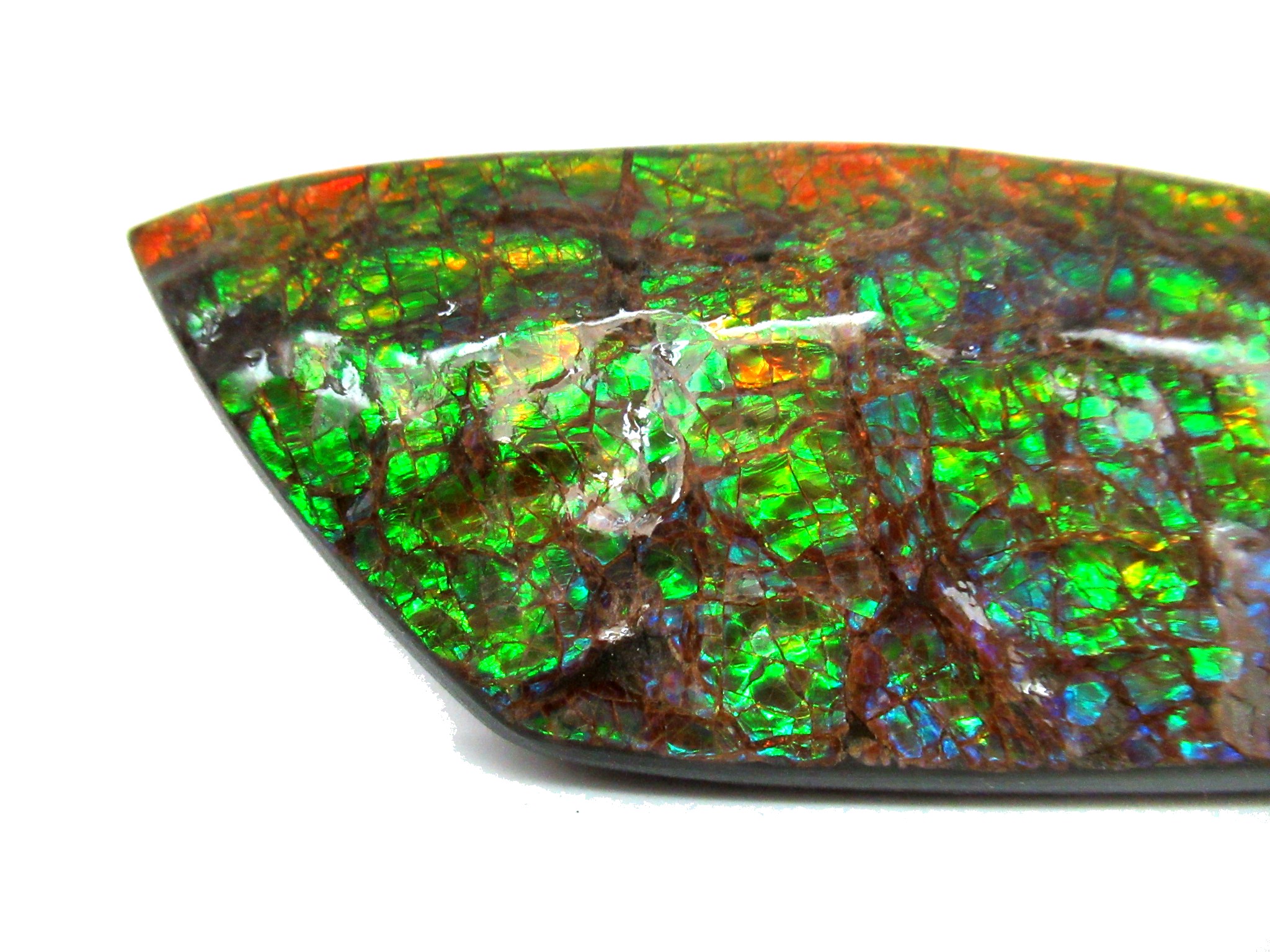 Gem Ammolite Ammonite Shell Specimen #19 | Fossils for Sale