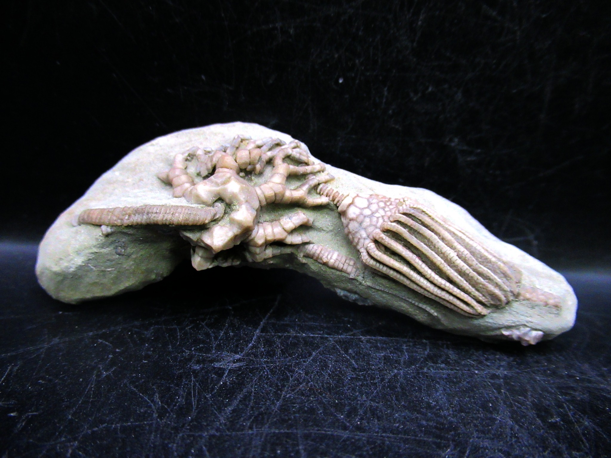 Crawfordsville Crinoid – Indiana #164 | Fossils for Sale