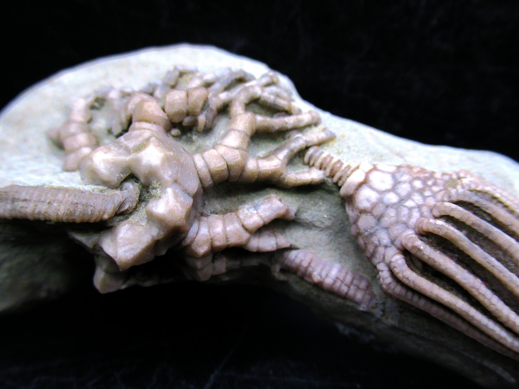 Crawfordsville Crinoid – Indiana #164 | Fossils for Sale