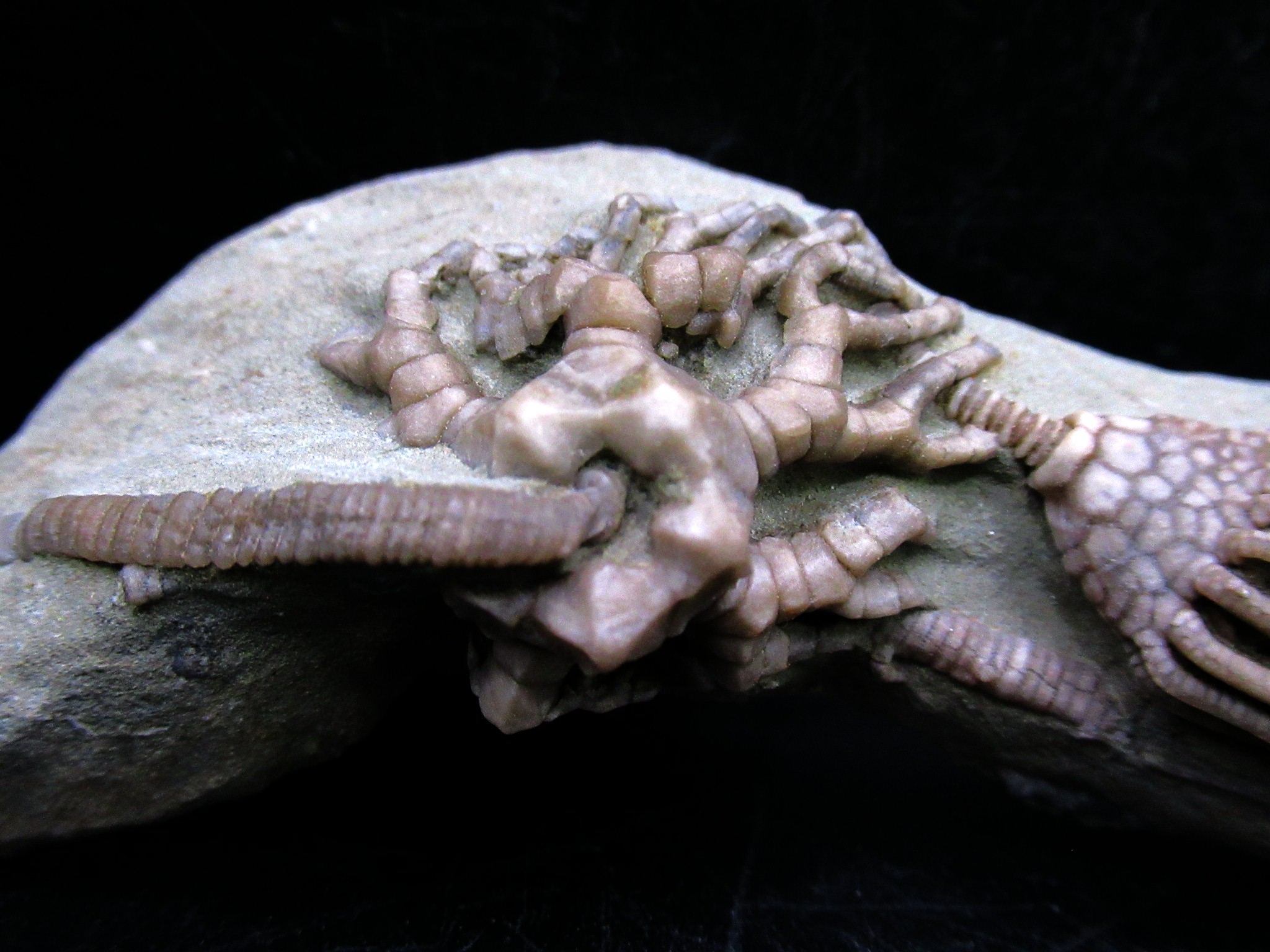 Crawfordsville Crinoid – Indiana #164 | Fossils for Sale