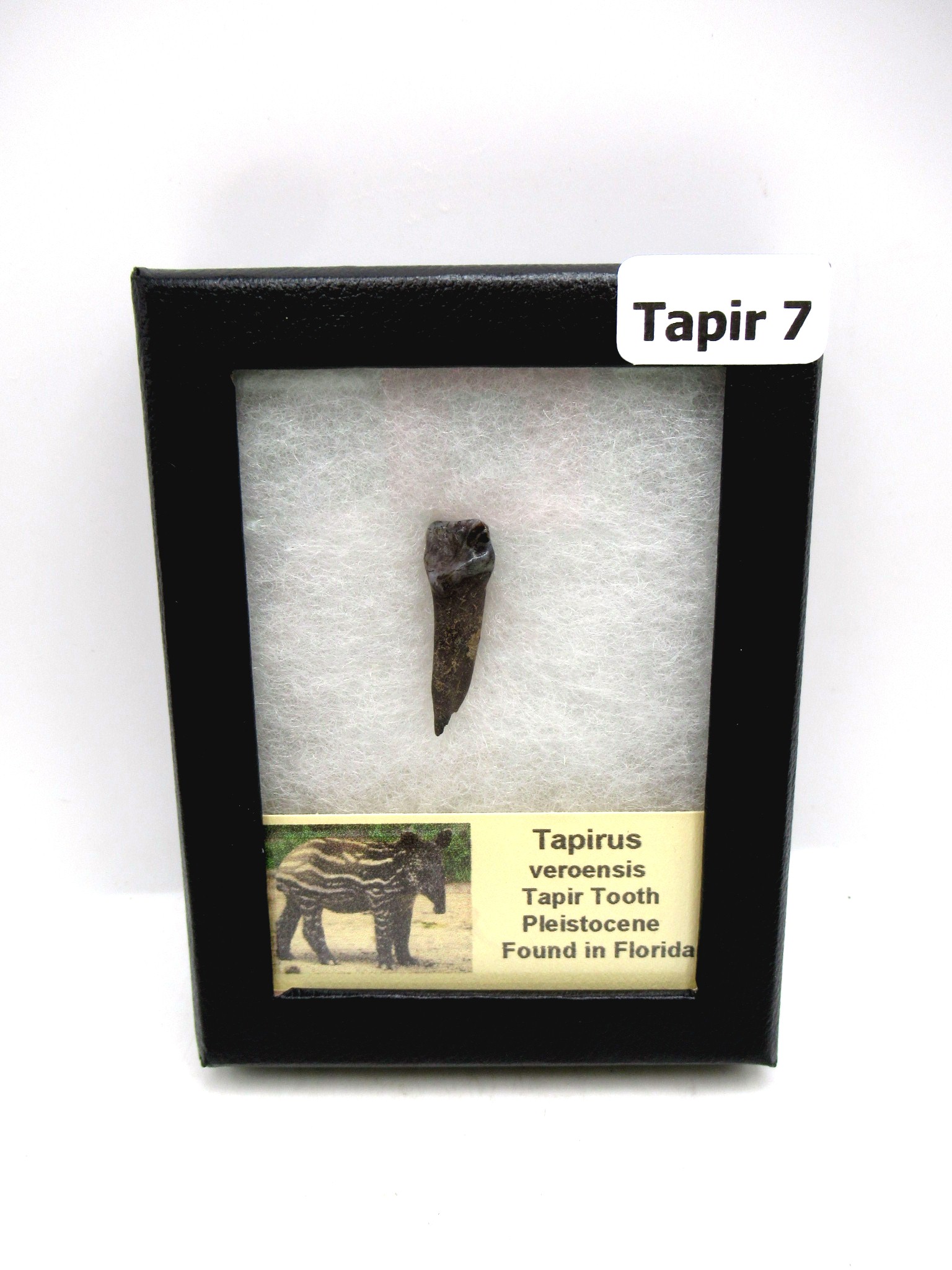 Mammal Fossils for Sale | Tapir 7 | Fossils for Sale