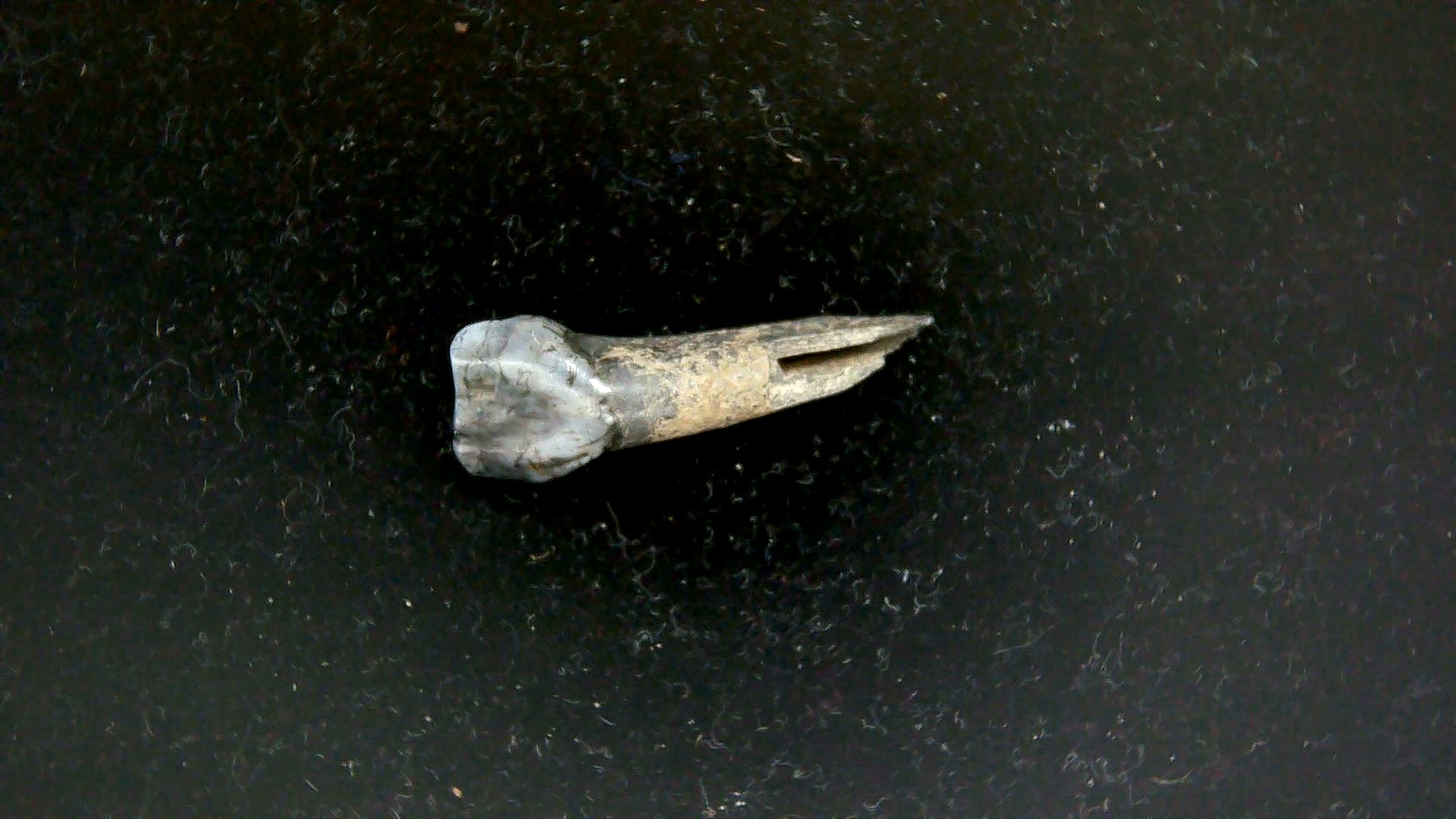 Mammal Fossils for Sale | Tapir 7 | Fossils for Sale