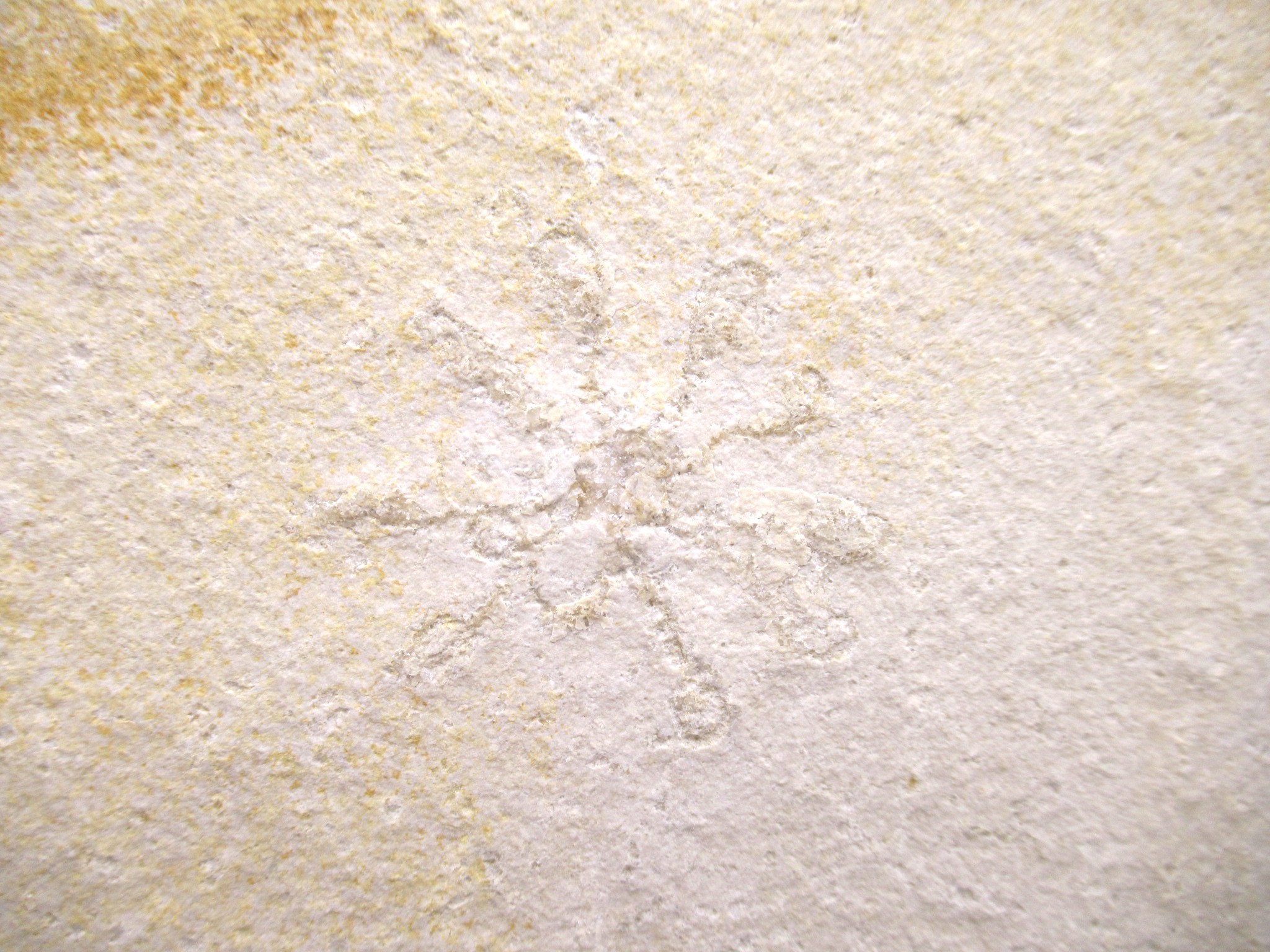 Solnhofen Saccocoma Floating Crinoid #47 | Fossils for Sale