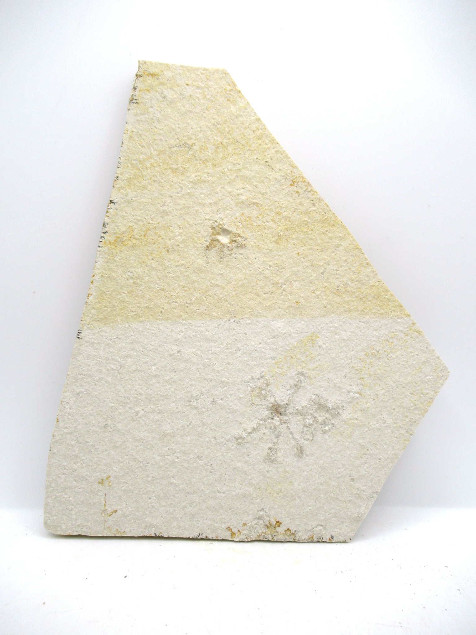 Solnhofen Saccocoma Floating Crinoid #52 | Fossils for Sale