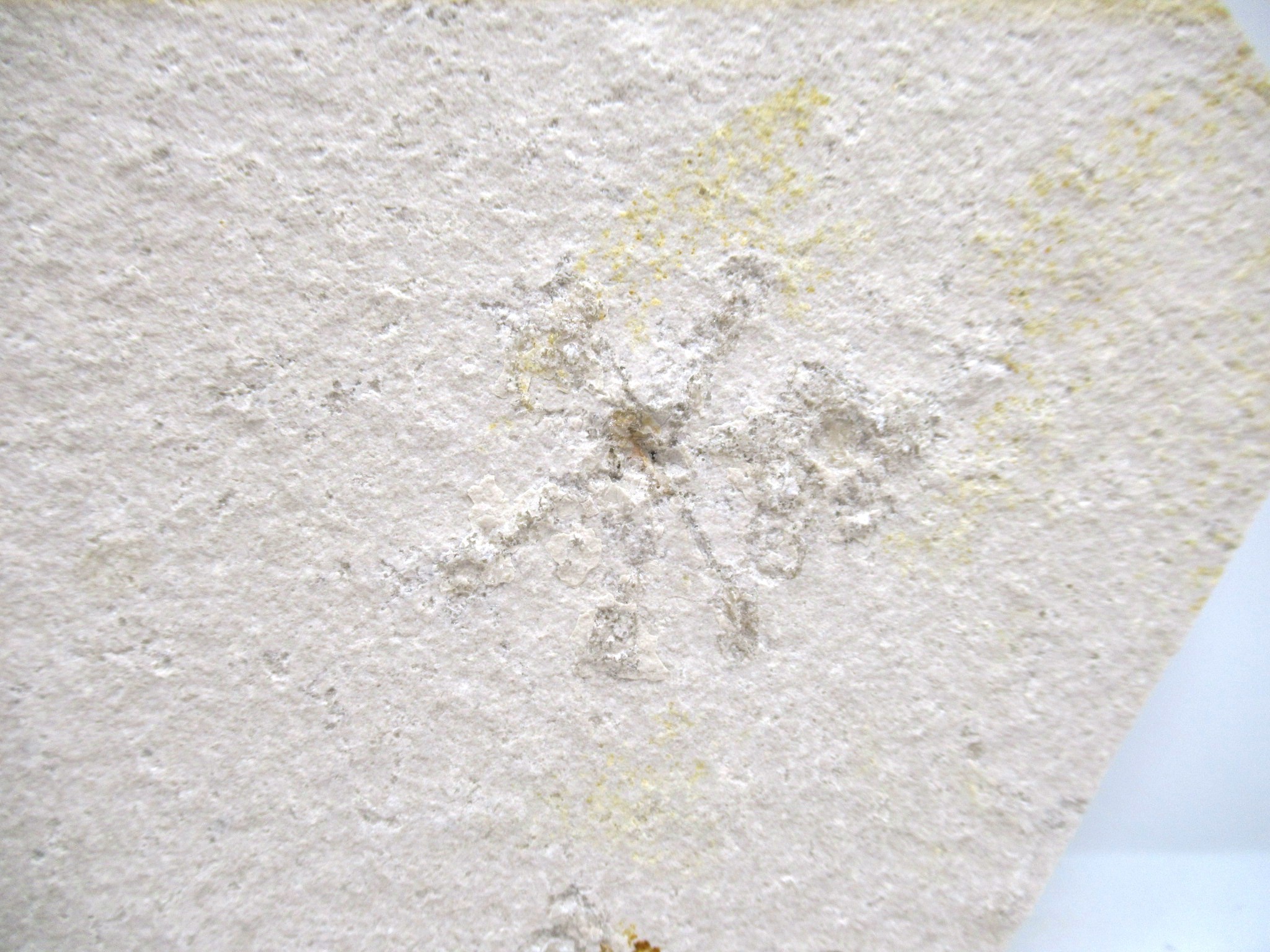 Solnhofen Saccocoma Floating Crinoid #52 | Fossils for Sale