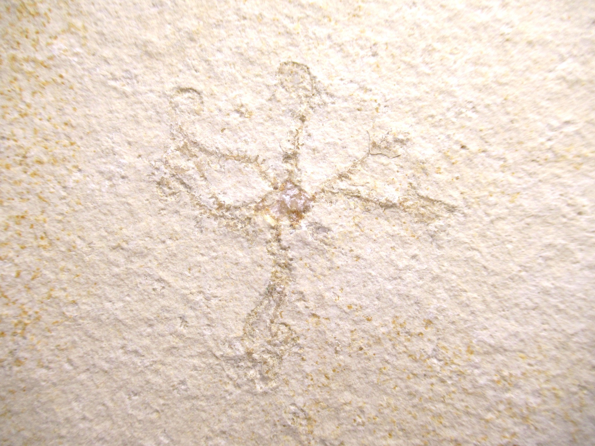 Solnhofen Saccocoma Floating Crinoid #53 | Fossils for Sale