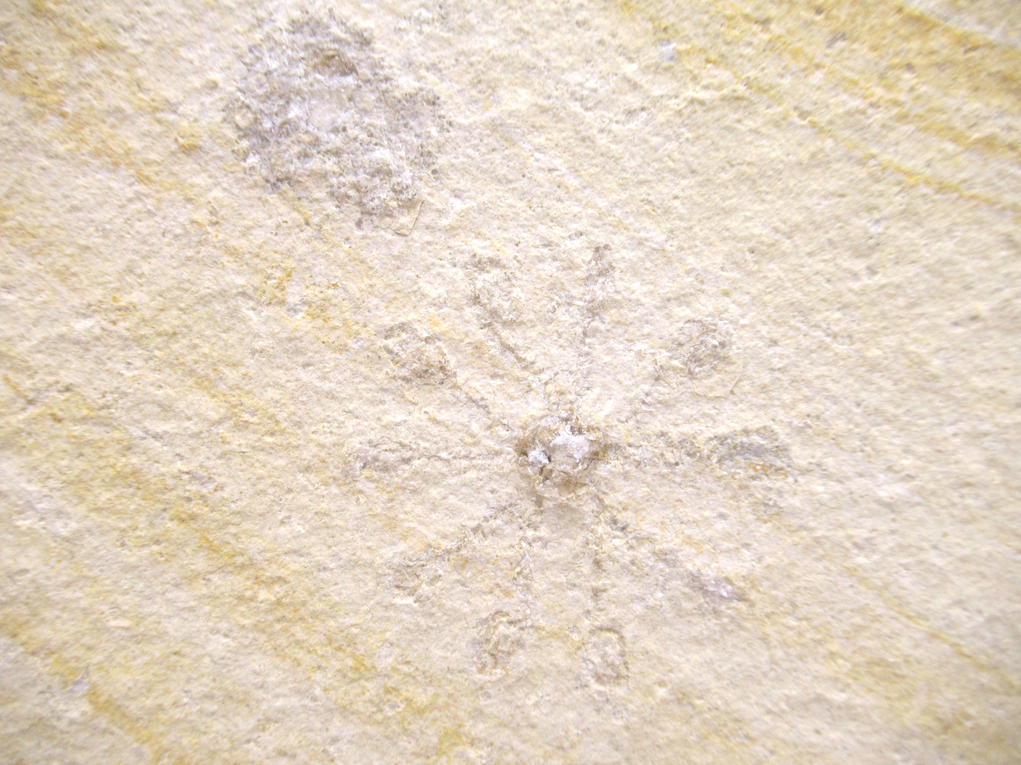 Solnhofen Saccocoma Floating Crinoid #57 | Fossils for Sale