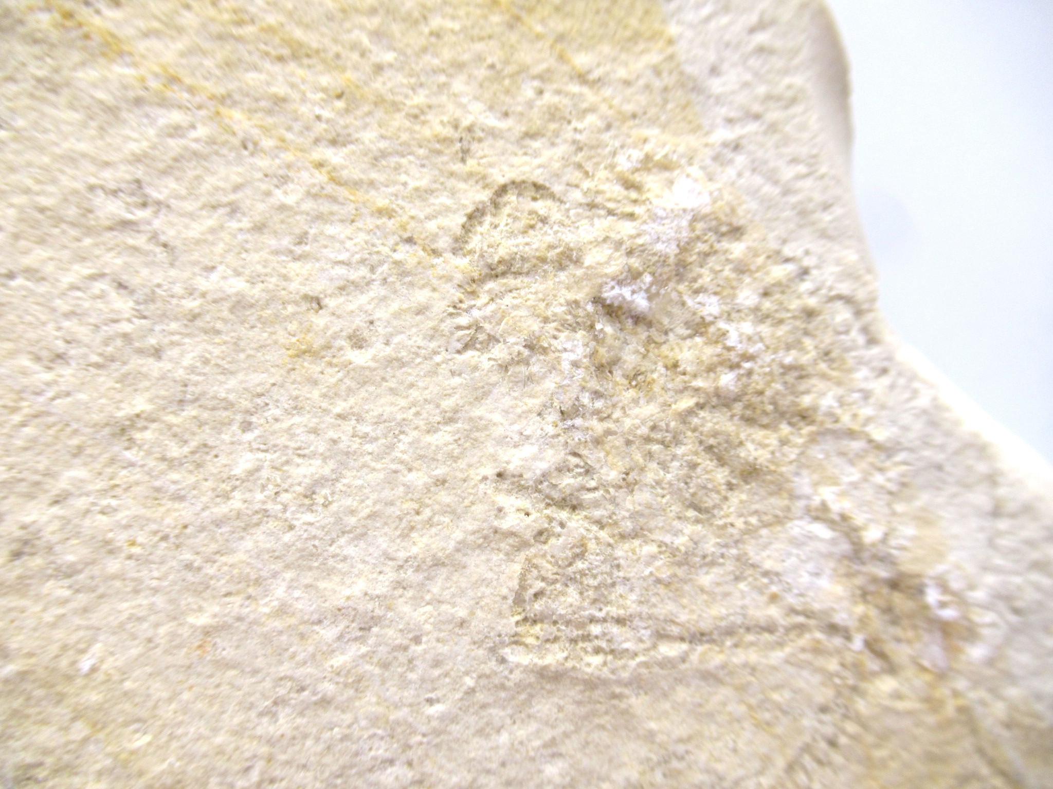 Solnhofen Saccocoma Floating Crinoid #57 | Fossils for Sale