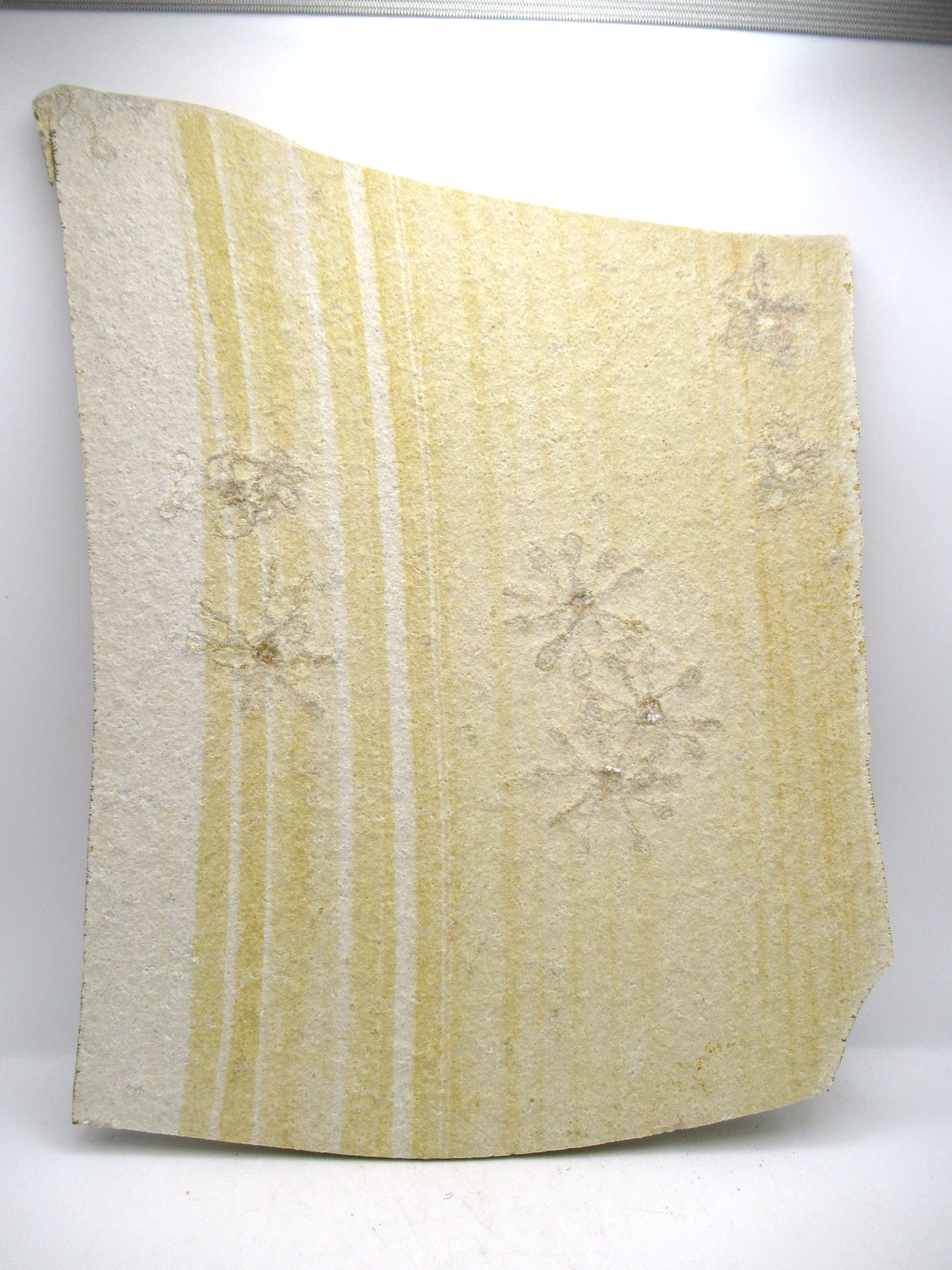 Solnhofen Saccocoma Floating Crinoid #60 | Fossils for Sale