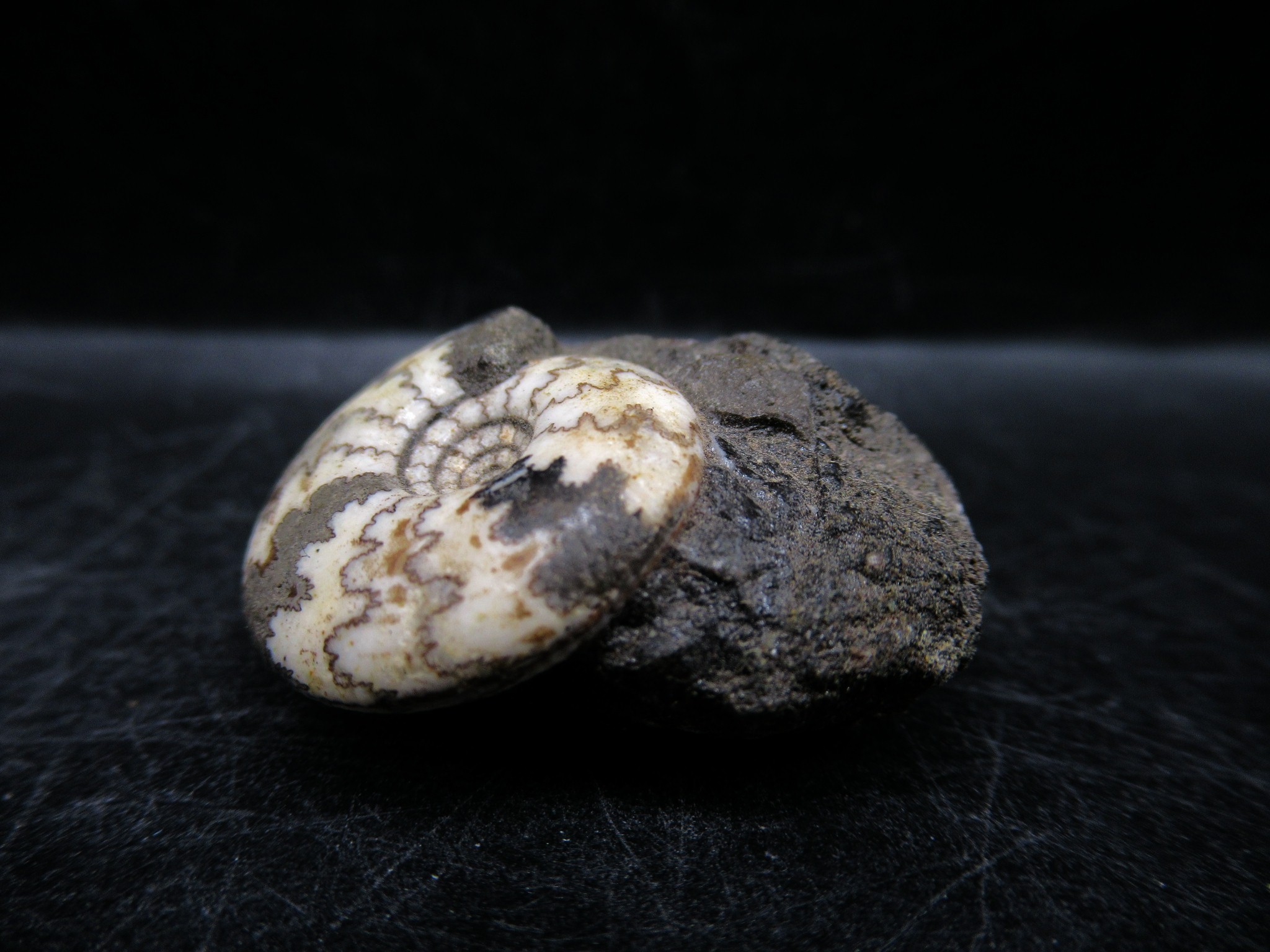 Craspedites Jurassic Russian Ammonite #7 | Fossils for Sale