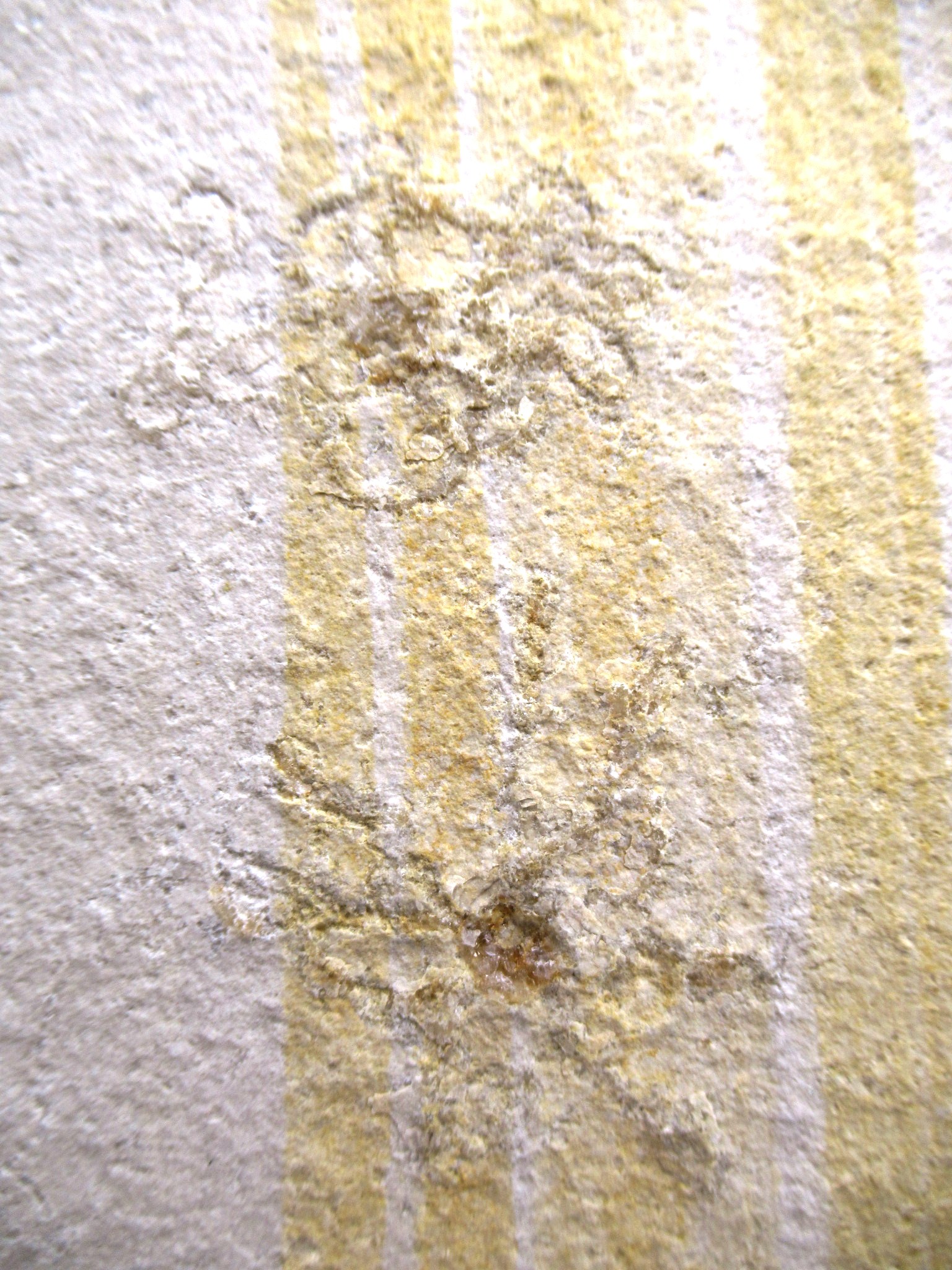 Solnhofen Saccocoma Floating Crinoid #60 | Fossils for Sale