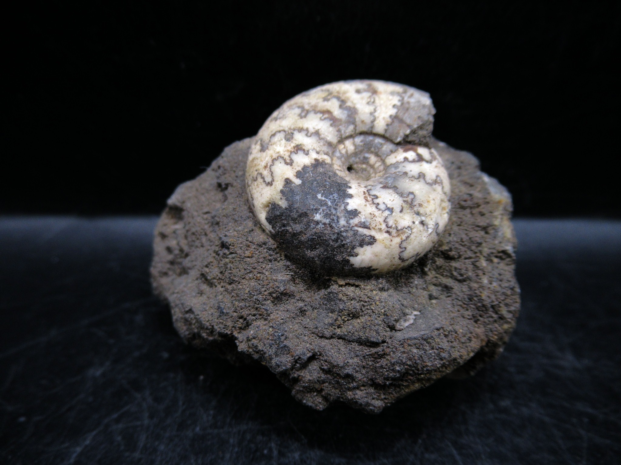 Craspedites Jurassic Russian Ammonite #16 | Fossils for Sale