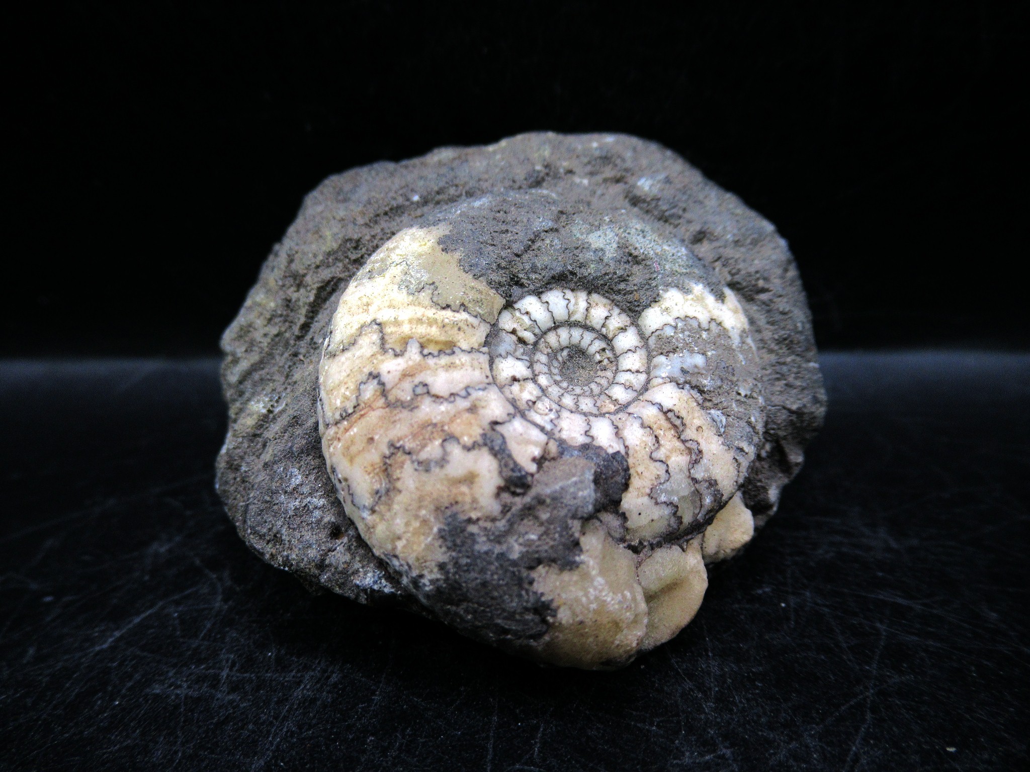 Craspedites Jurassic Russian Ammonite #30 | Fossils for Sale