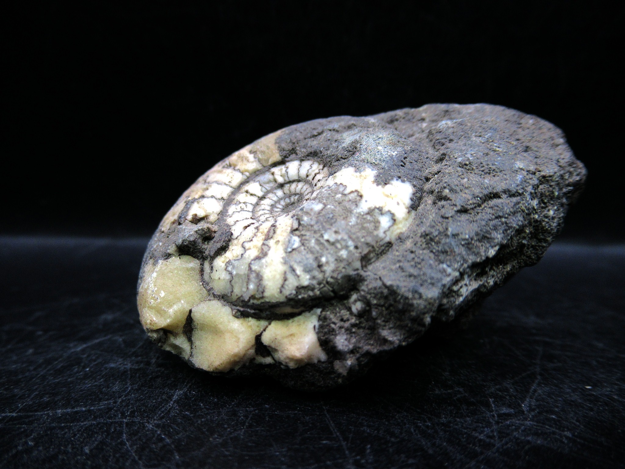 Craspedites Jurassic Russian Ammonite #30 | Fossils for Sale