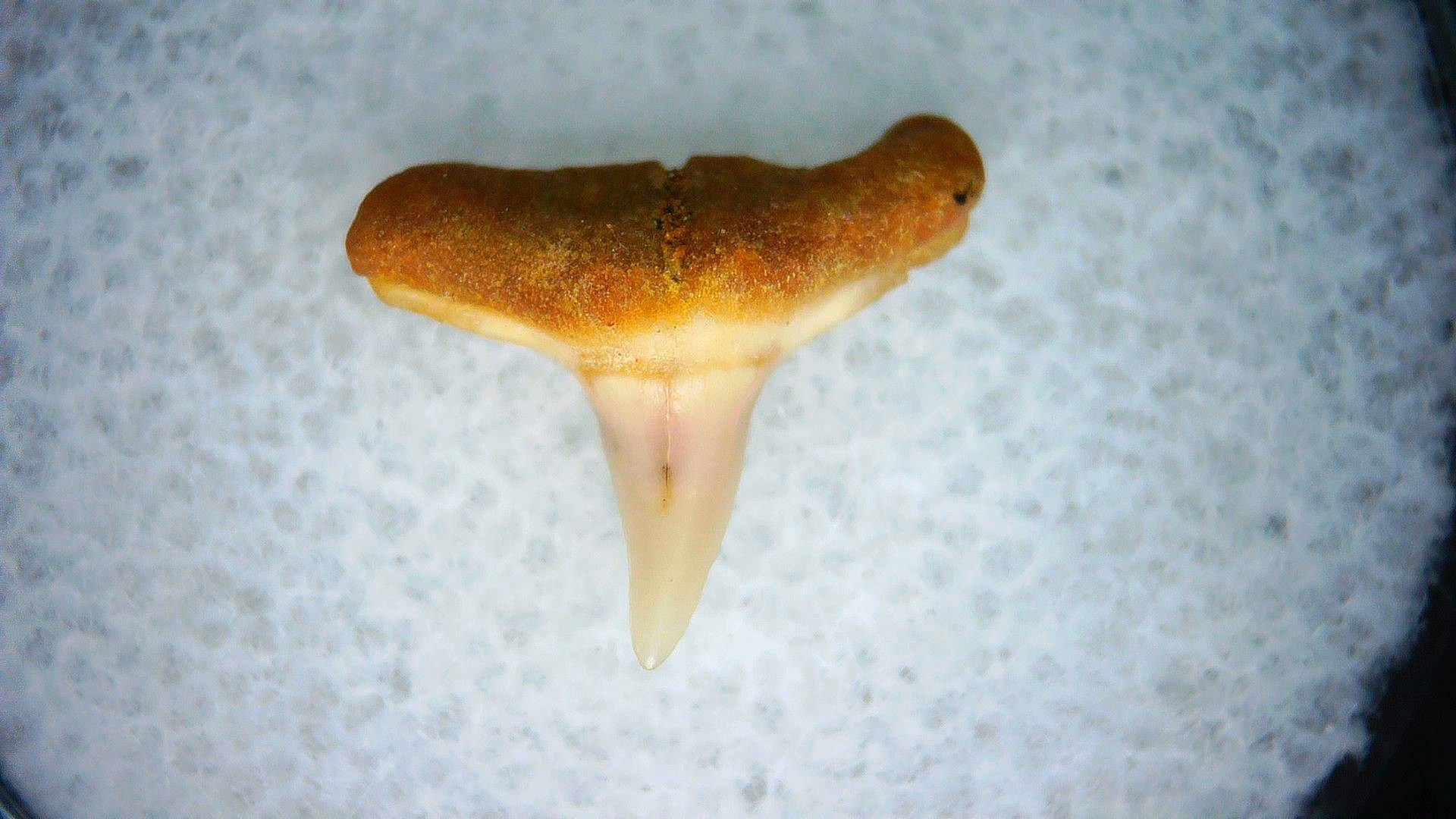 Carcharhinus Extinct Shark Tooth Fossil for Sale