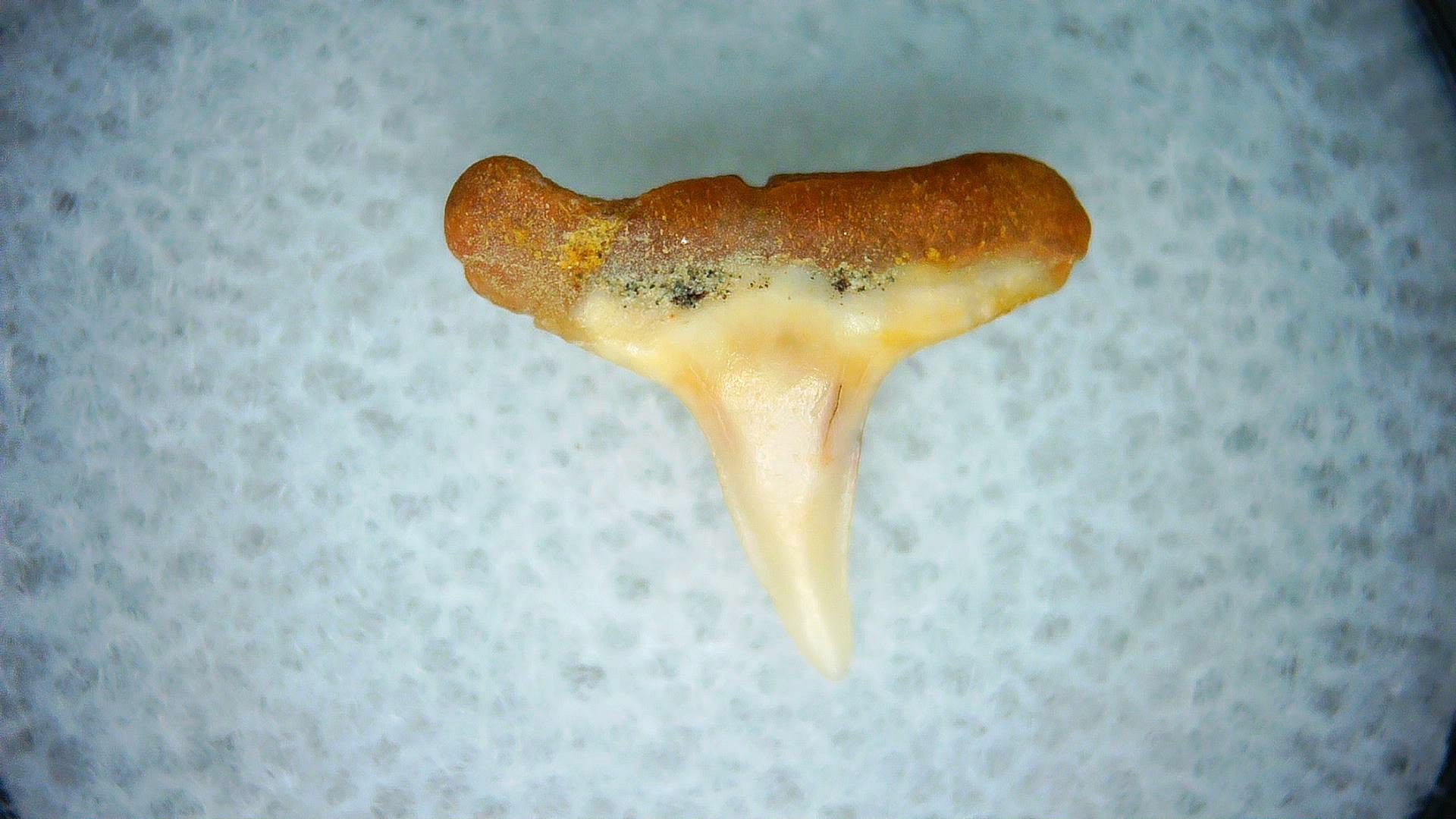 Carcharhinus Extinct Shark Tooth Fossil for Sale