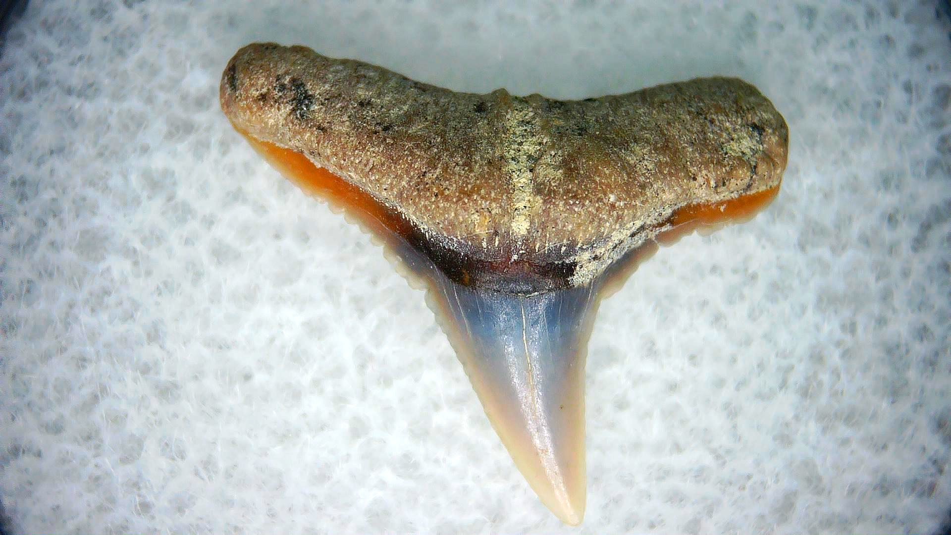 Carcharhinus Extinct Shark Tooth Fossil for Sale