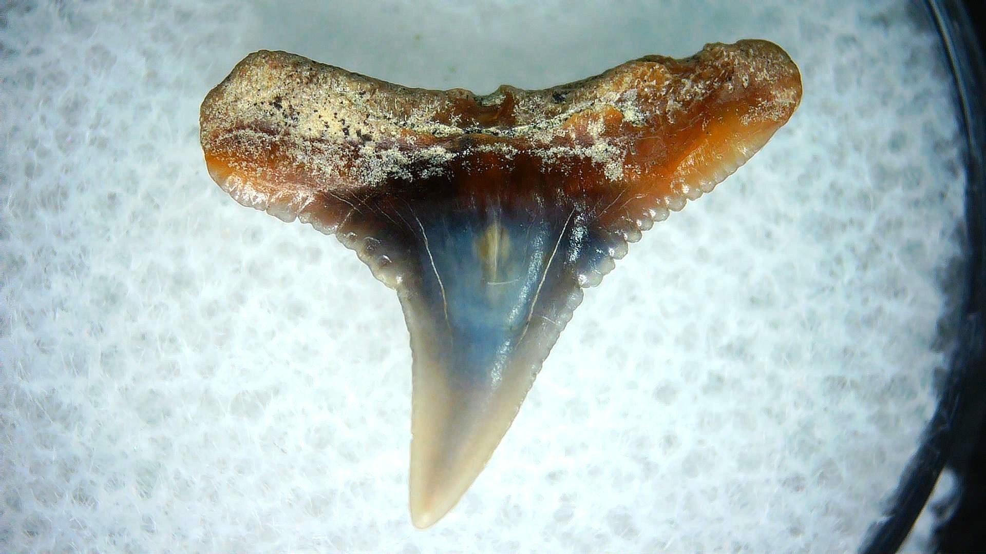Carcharhinus Extinct Shark Tooth Fossil for Sale