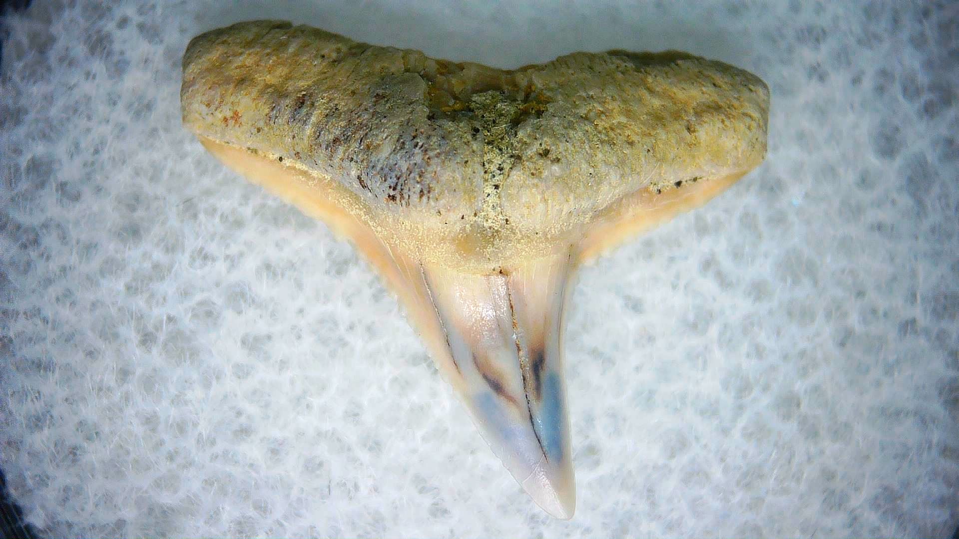 Carcharhinus Extinct Shark Tooth Fossil for Sale