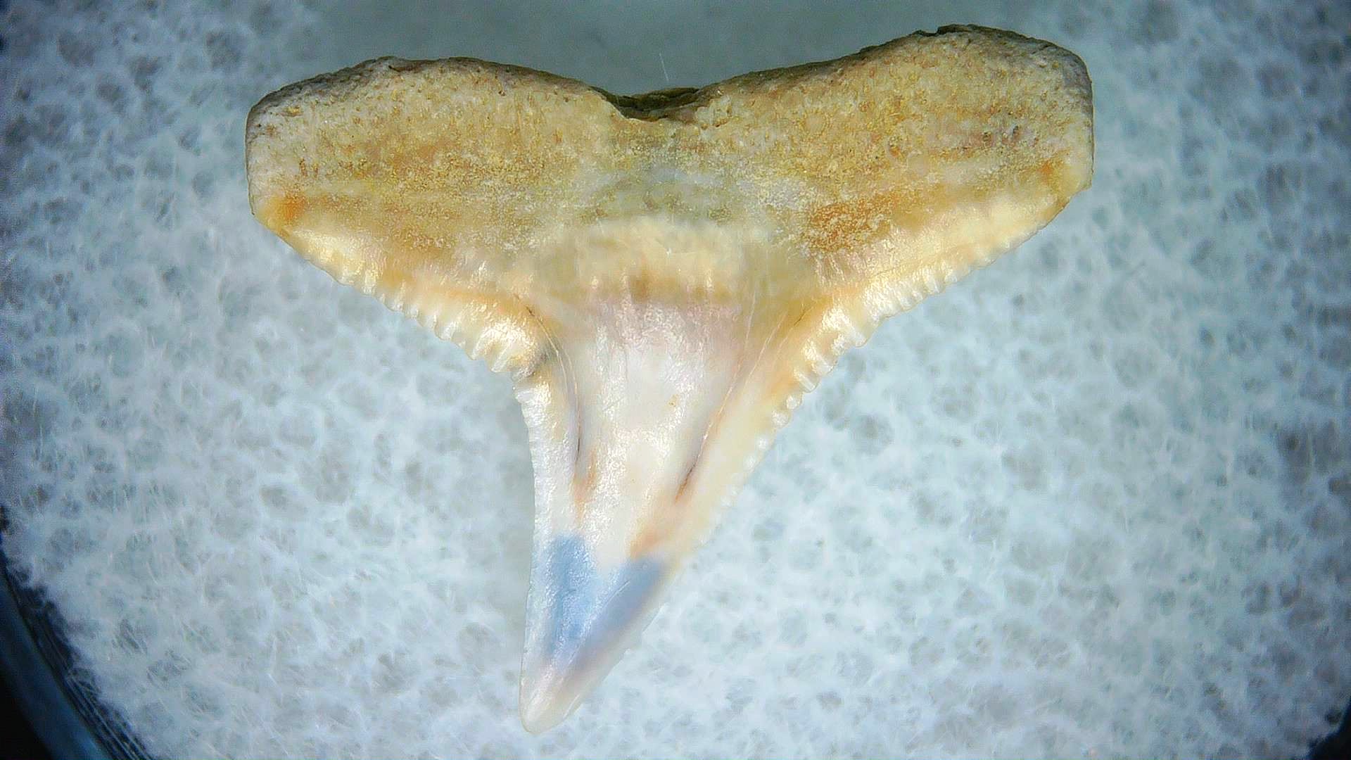 Carcharhinus Extinct Shark Tooth Fossil for Sale