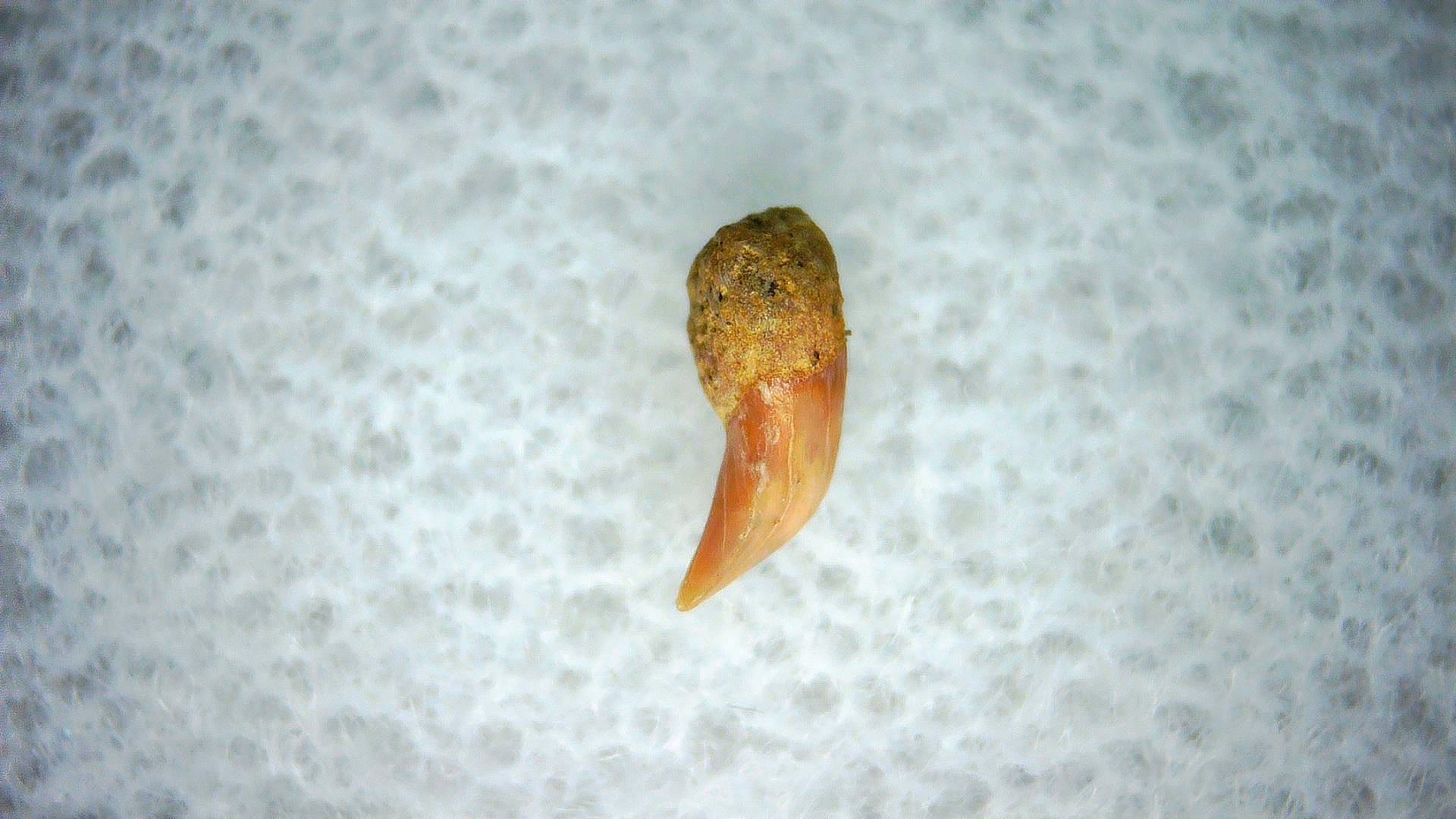 Cetorhinus Extinct Shark Tooth Fossils for Sale